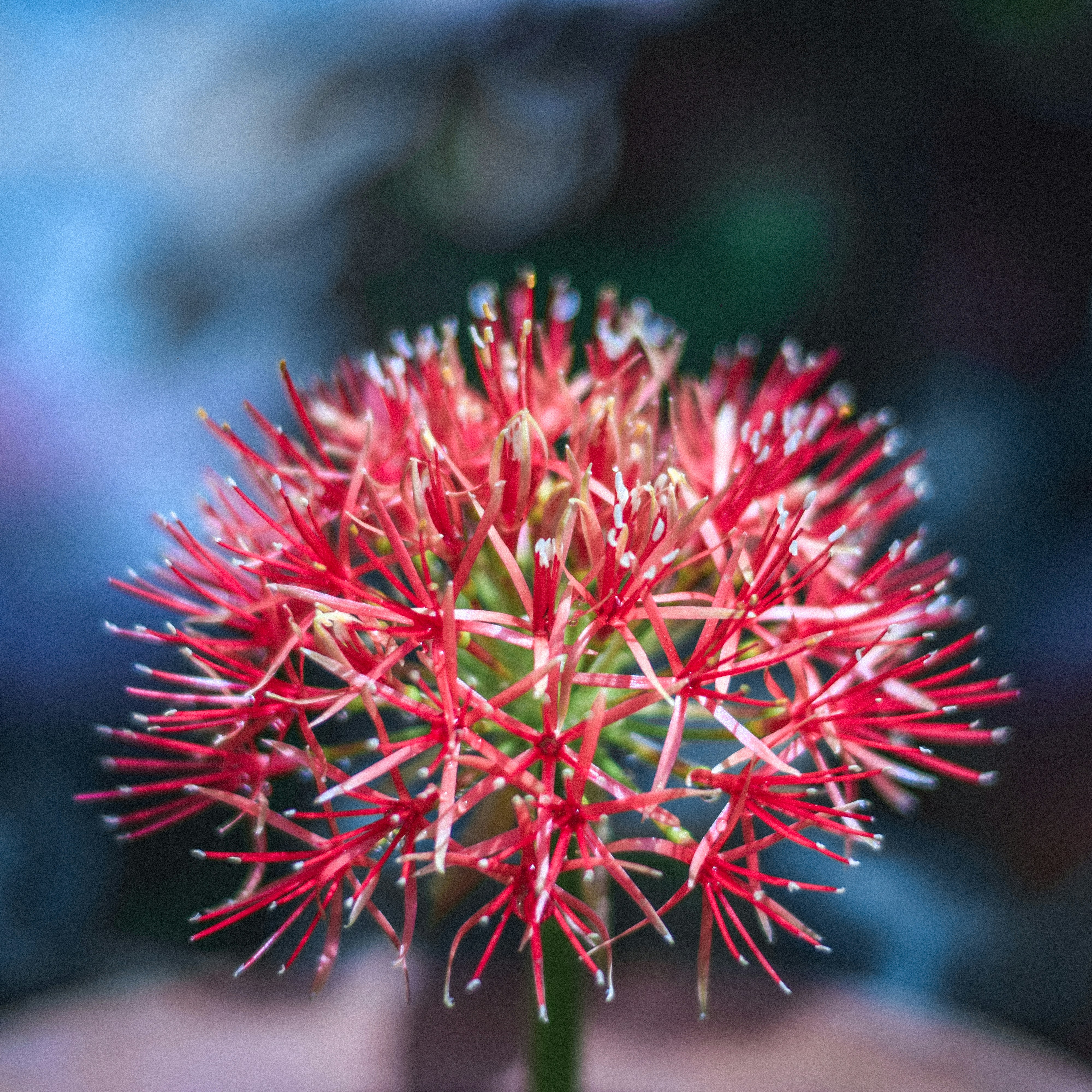 Close-up of a vibrant red flower with spiky petals, showcasing intricate details and textures. The background features soft bokeh, enhancing the flower's prominence.