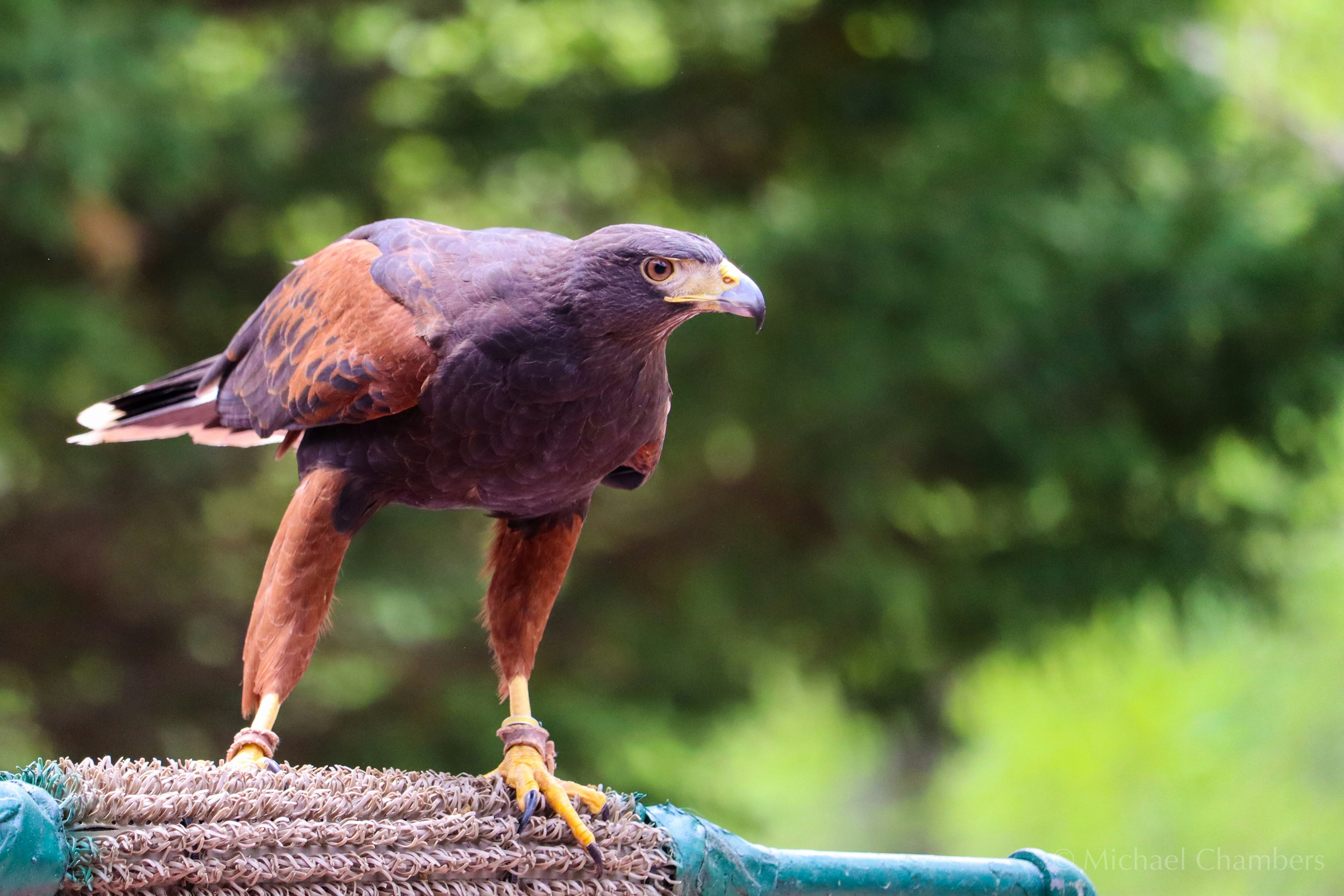 Hawk