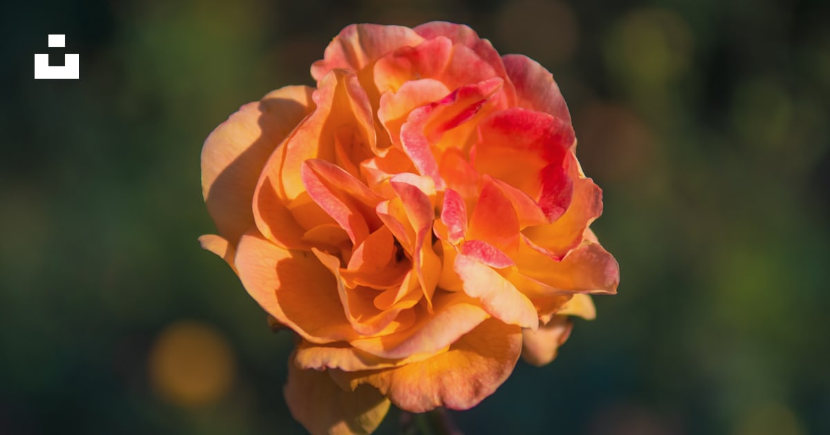Rose Jaune Et Rouge En Fleurs Pendant La Journée Photo Image Gratuite