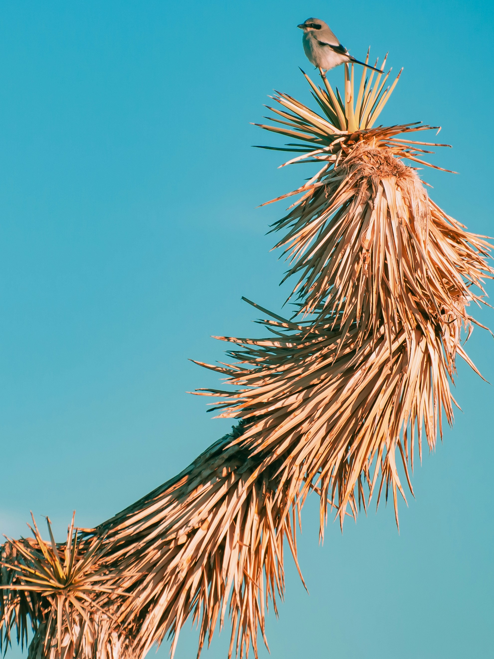 Perch at the Palm Crown: A Tiny Bird on a Dried Frond Against Azure