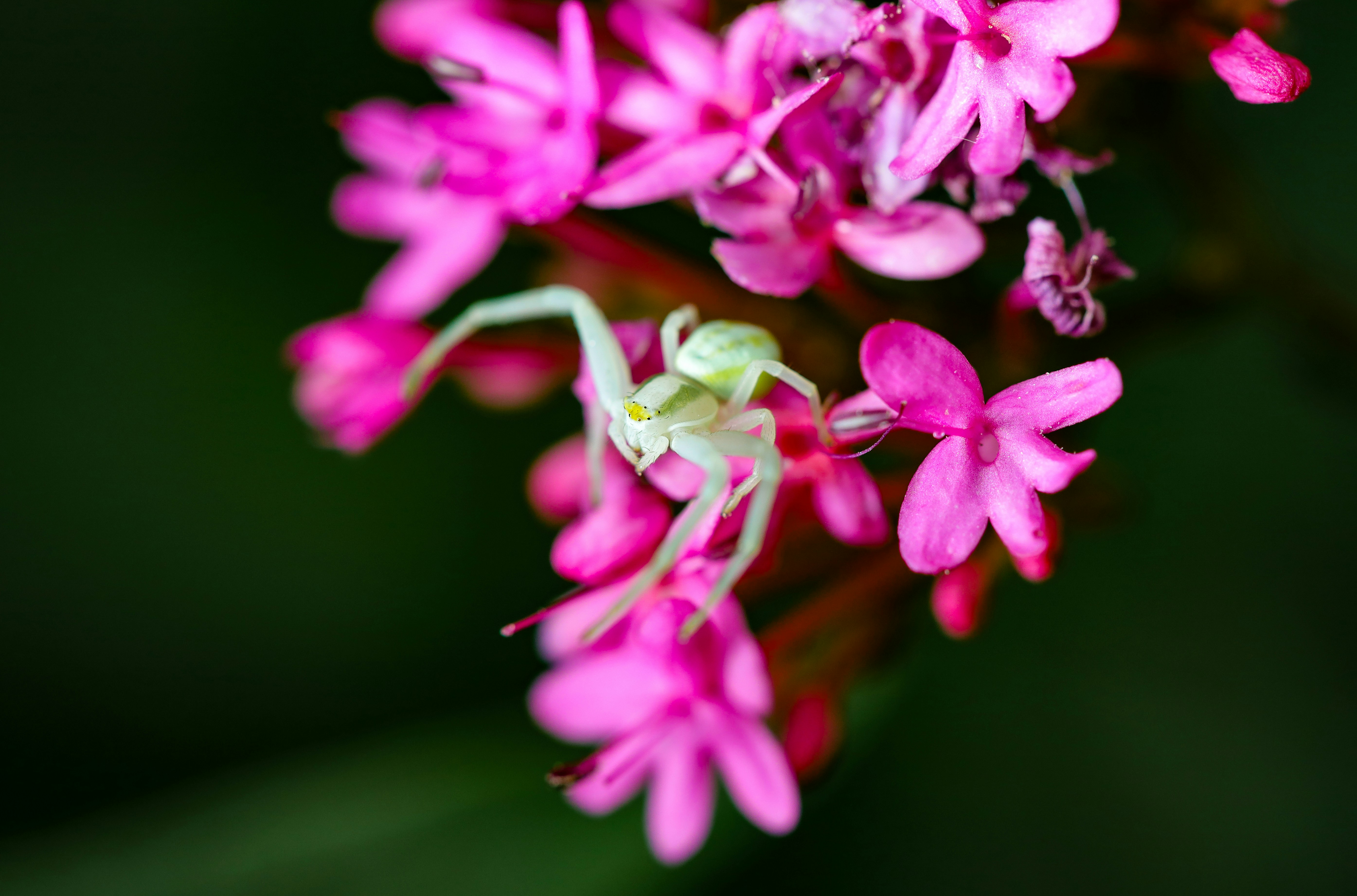 A delicate green spider rests on vibrant pink flowers, showcasing the harmony of nature's colors and forms.
