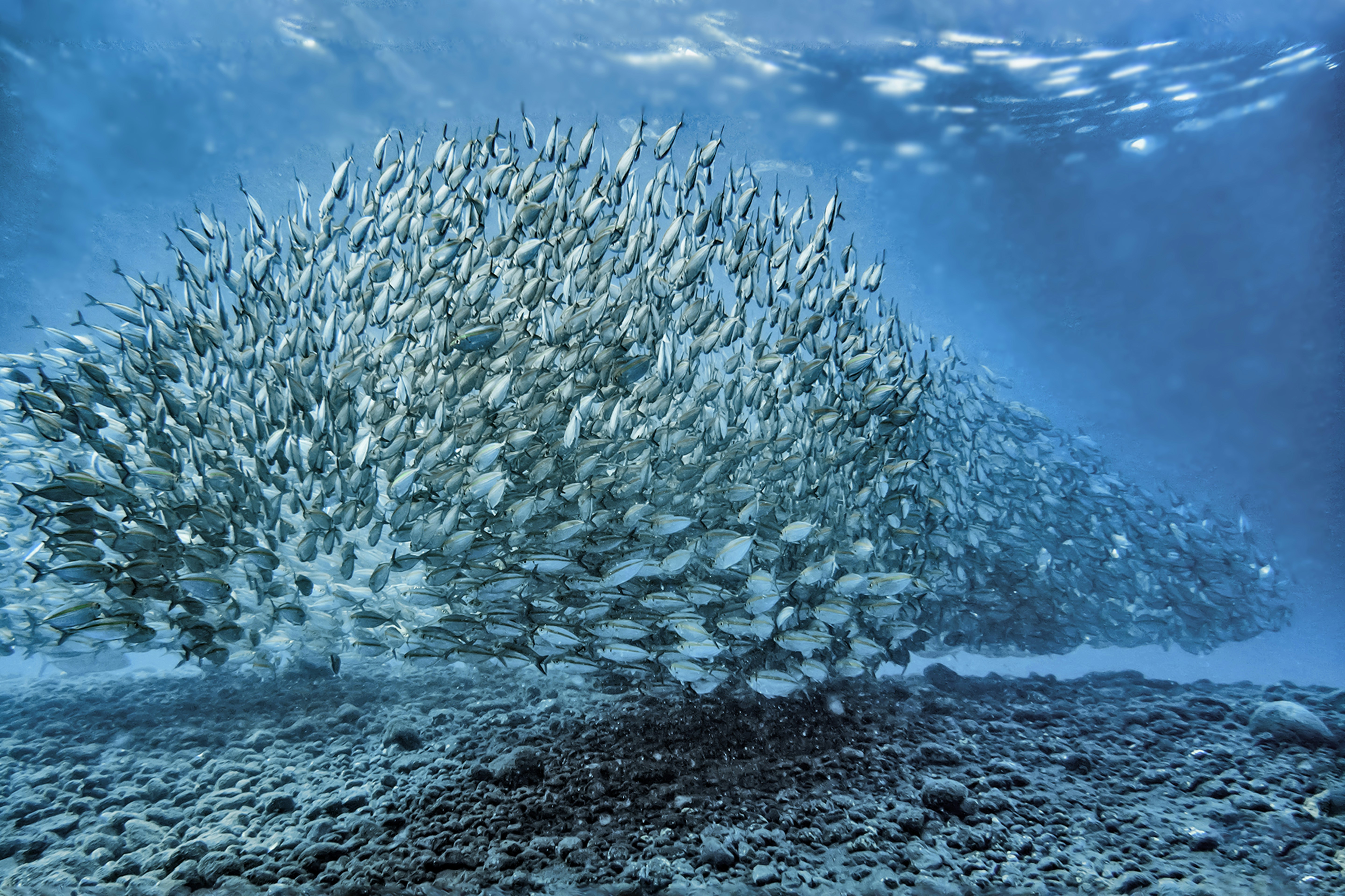Shoal Of Fish Pictures | Download Free Images on Unsplash