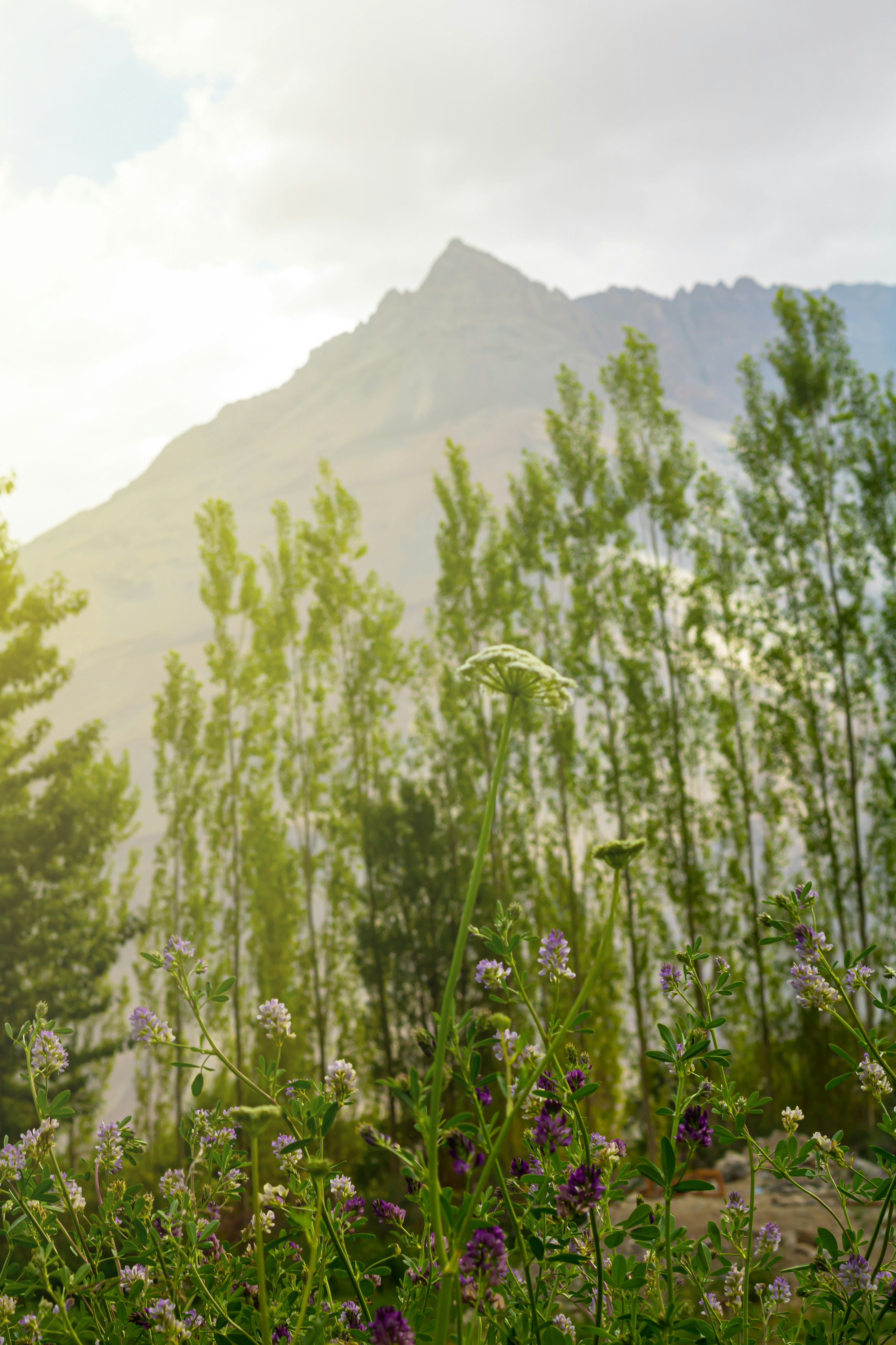 Wildflower Edge: Mountain Backdrop in Soft Morning Light