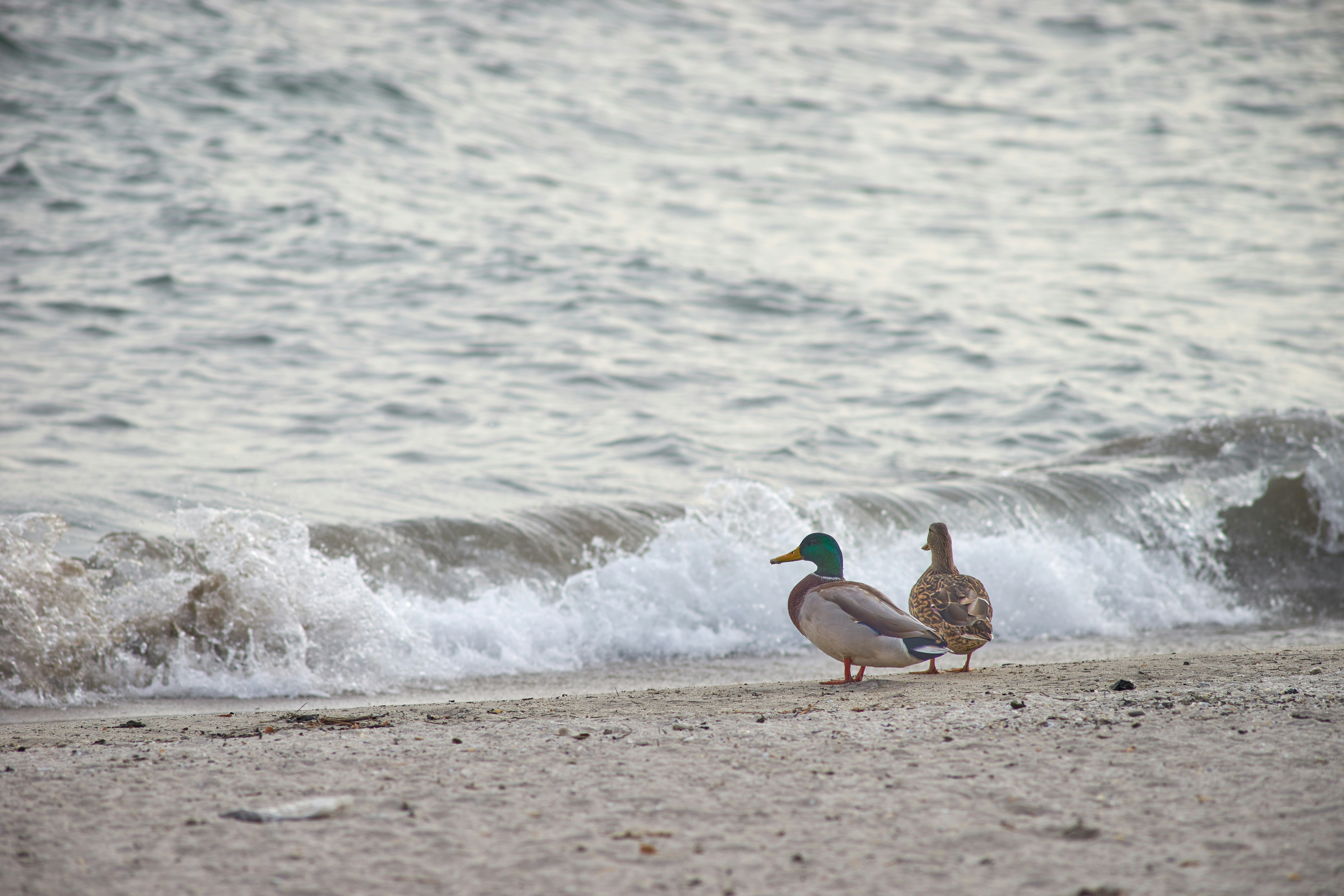 Ducks by the Lapping Shore