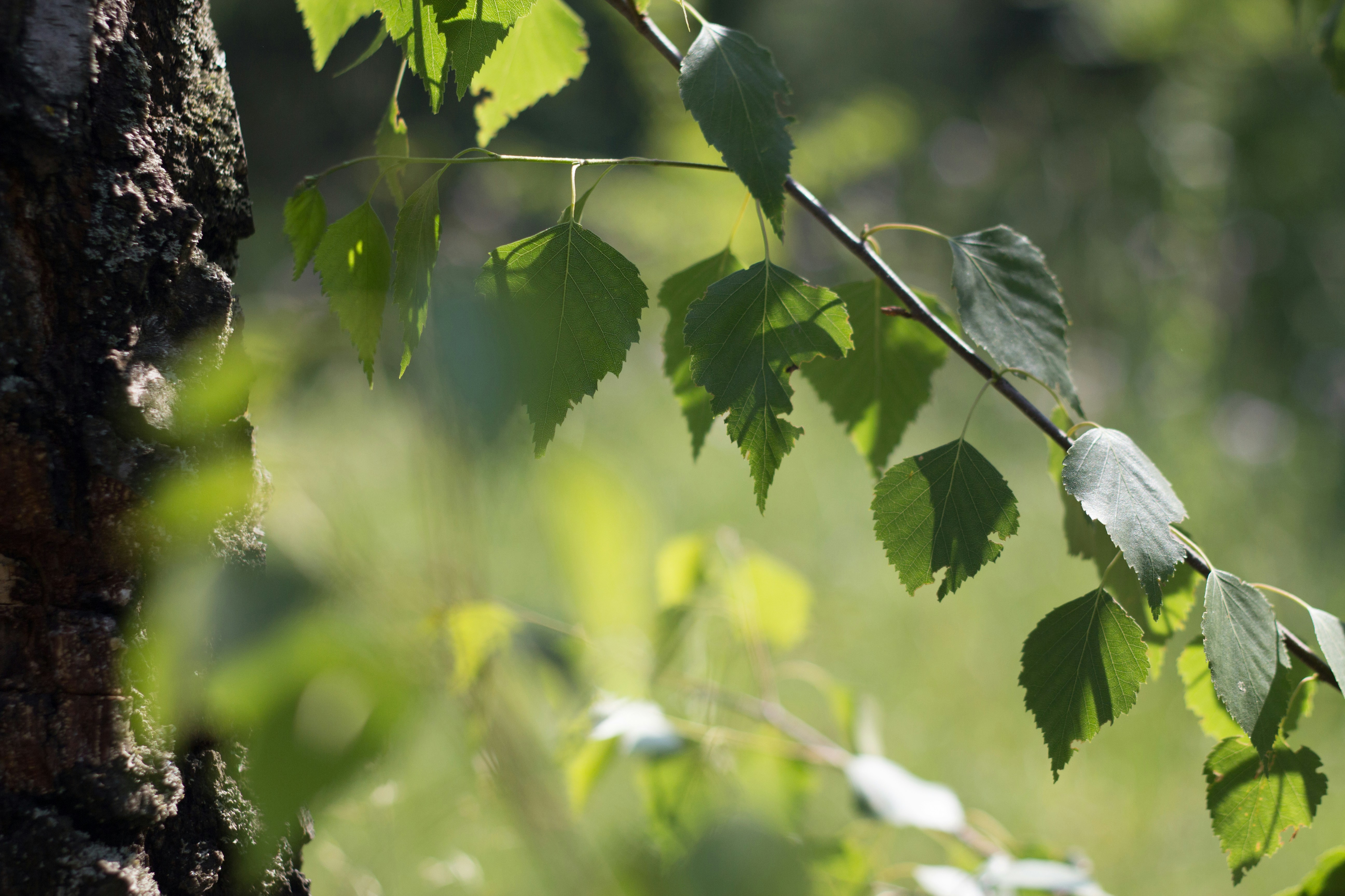 Green Canvas: Sunlit Leaves Framing a Weathered Trunk
