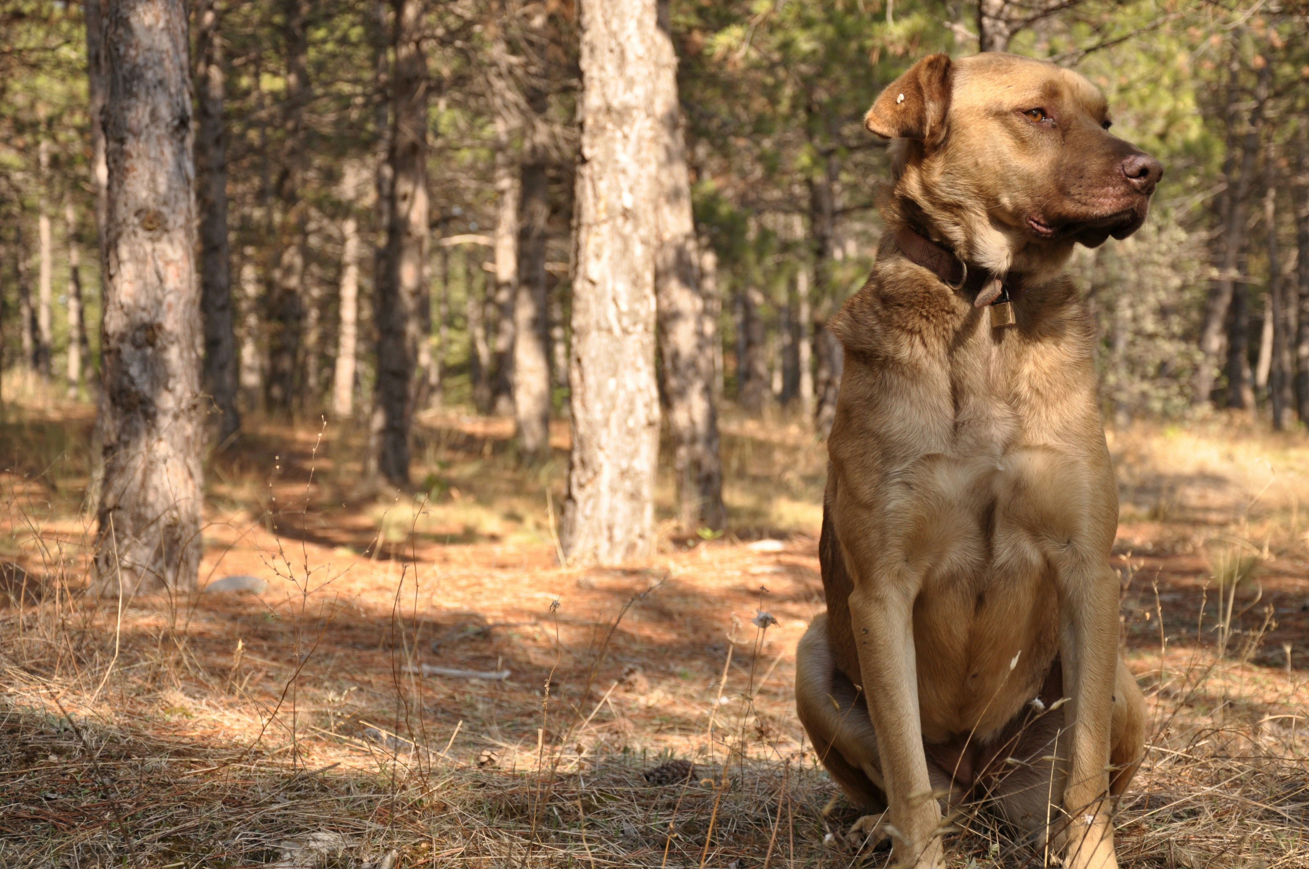 Amber Hound in a Sunlit Pine Forest