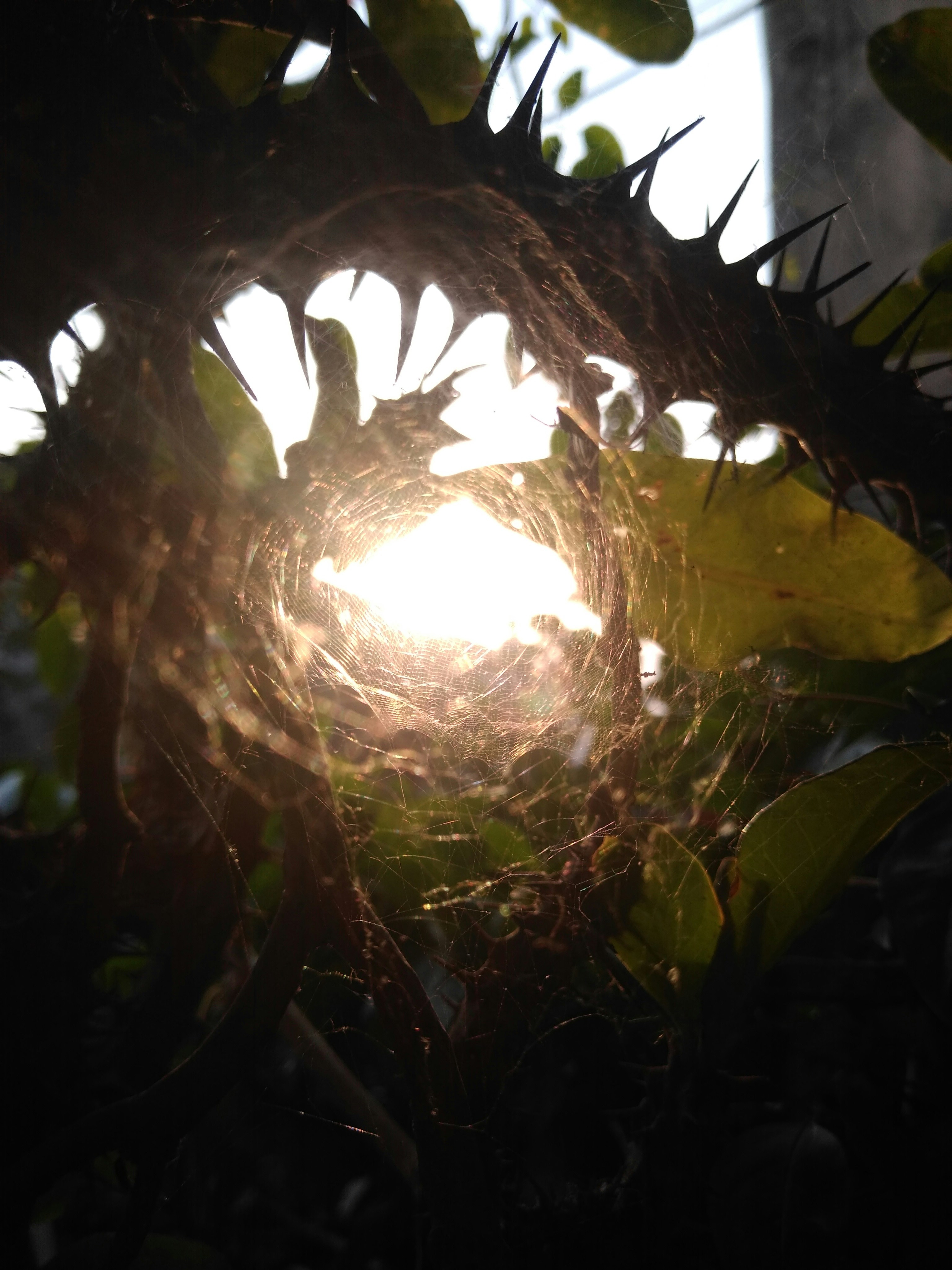 Sunlit Halo in a Web of Silk