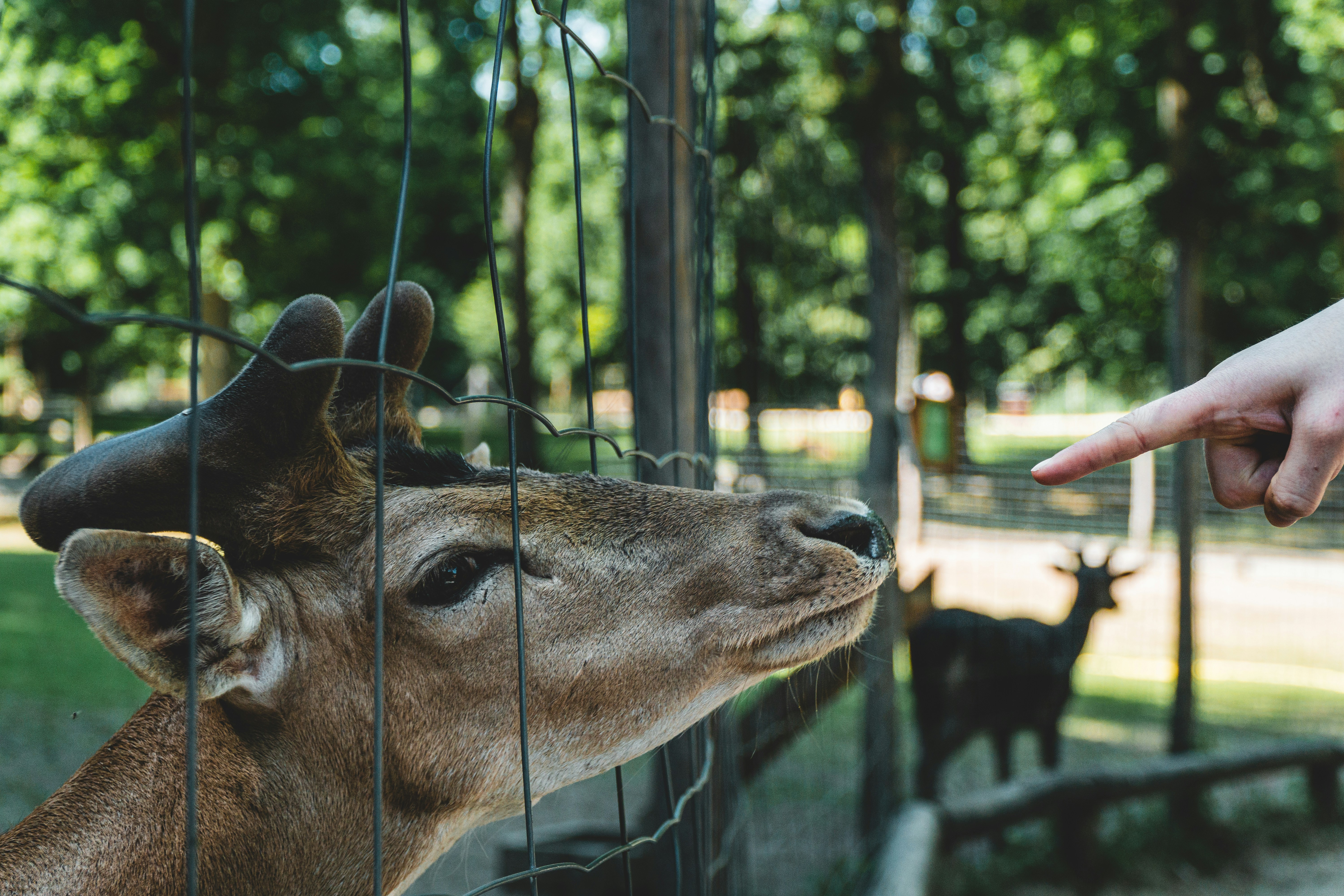 Fence-line Encounter: A deer noses toward a gentle outreach