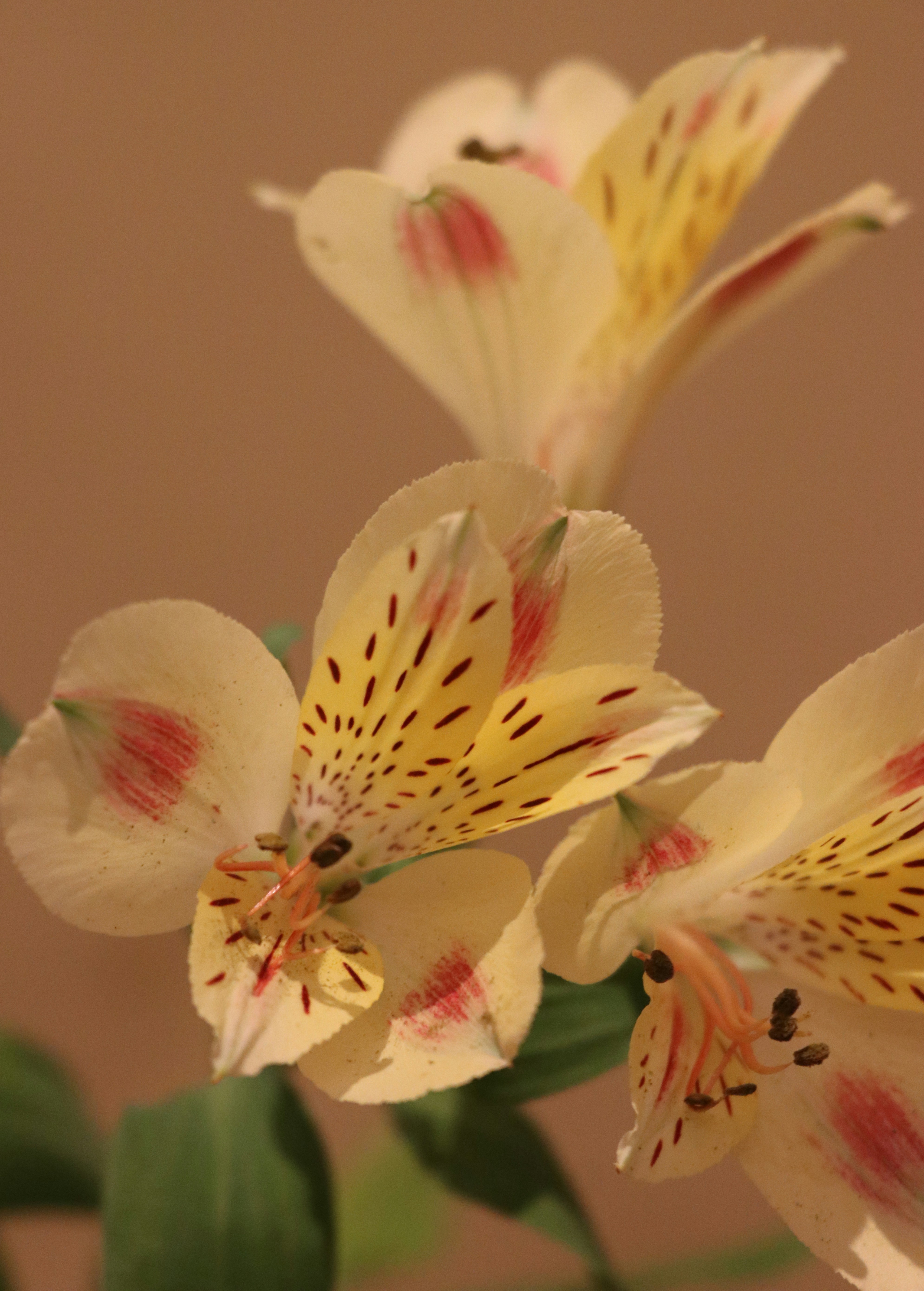 Soft Peach Bloom: A Close Portrait of Delicate Orchids Against a Warm Backdrop