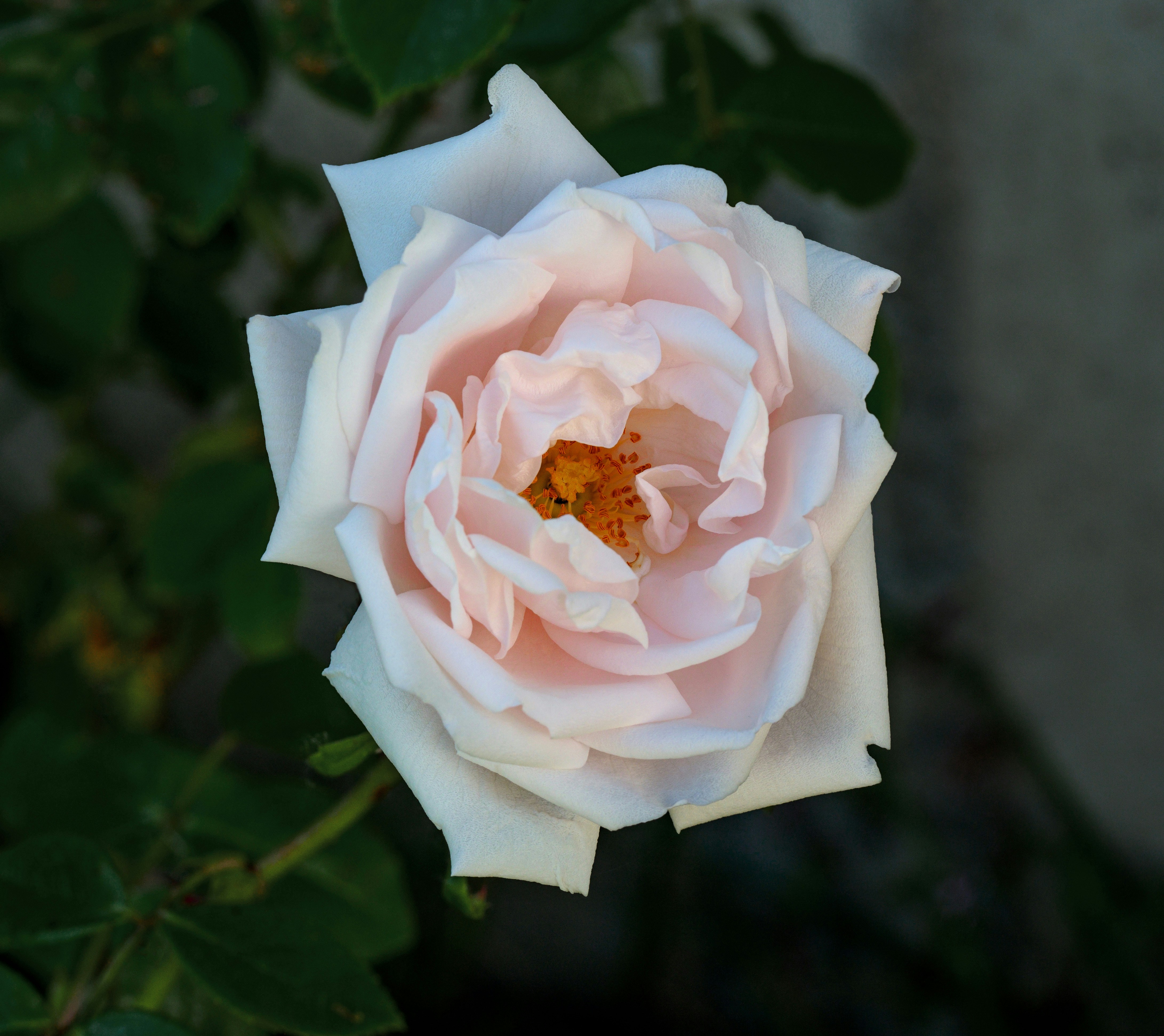 Pale Rose in Focus: a close-up study of a powder-pink bloom amid garden shadows