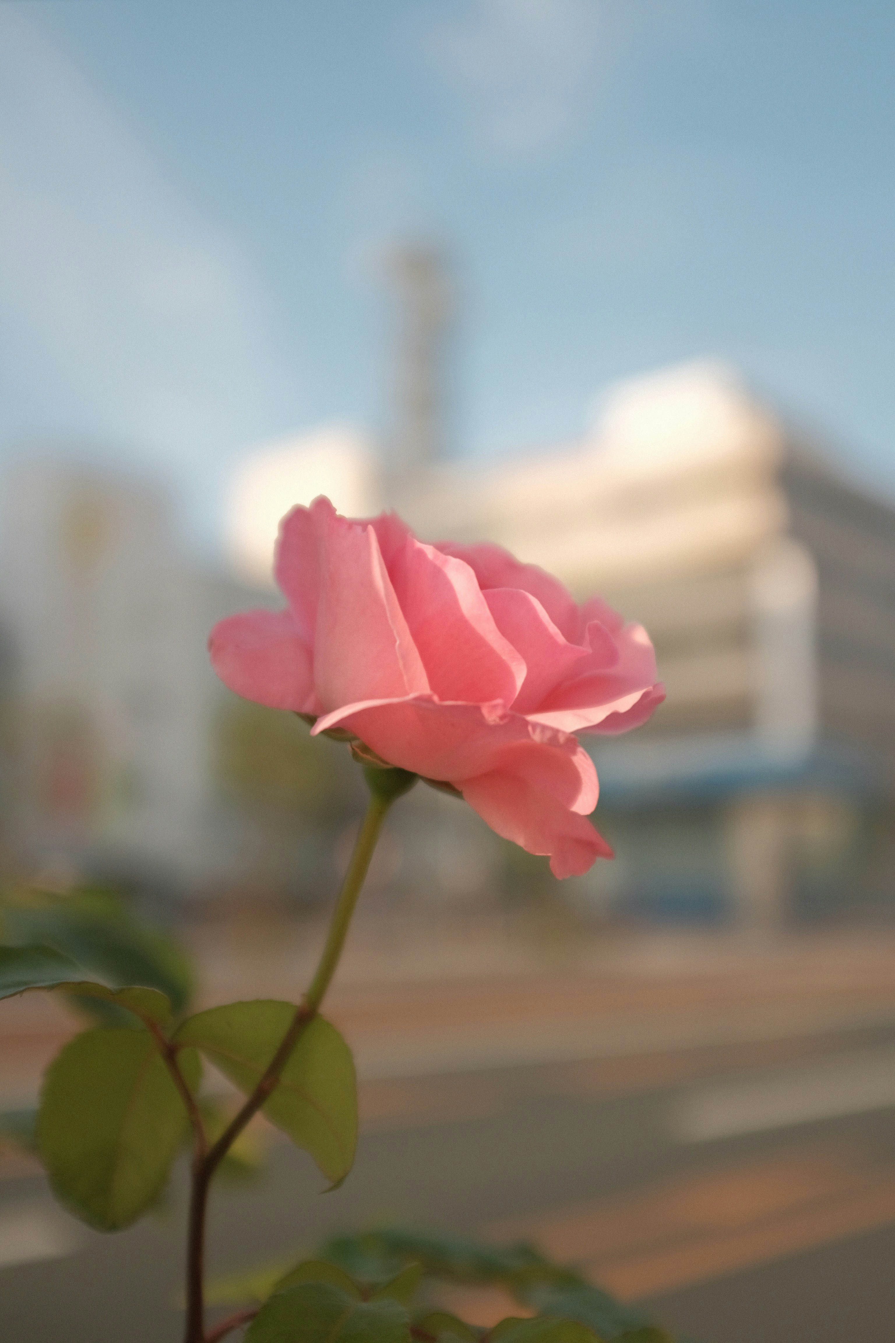 Urban Bloom: A Pink Rose Framed by a Soft City Blur