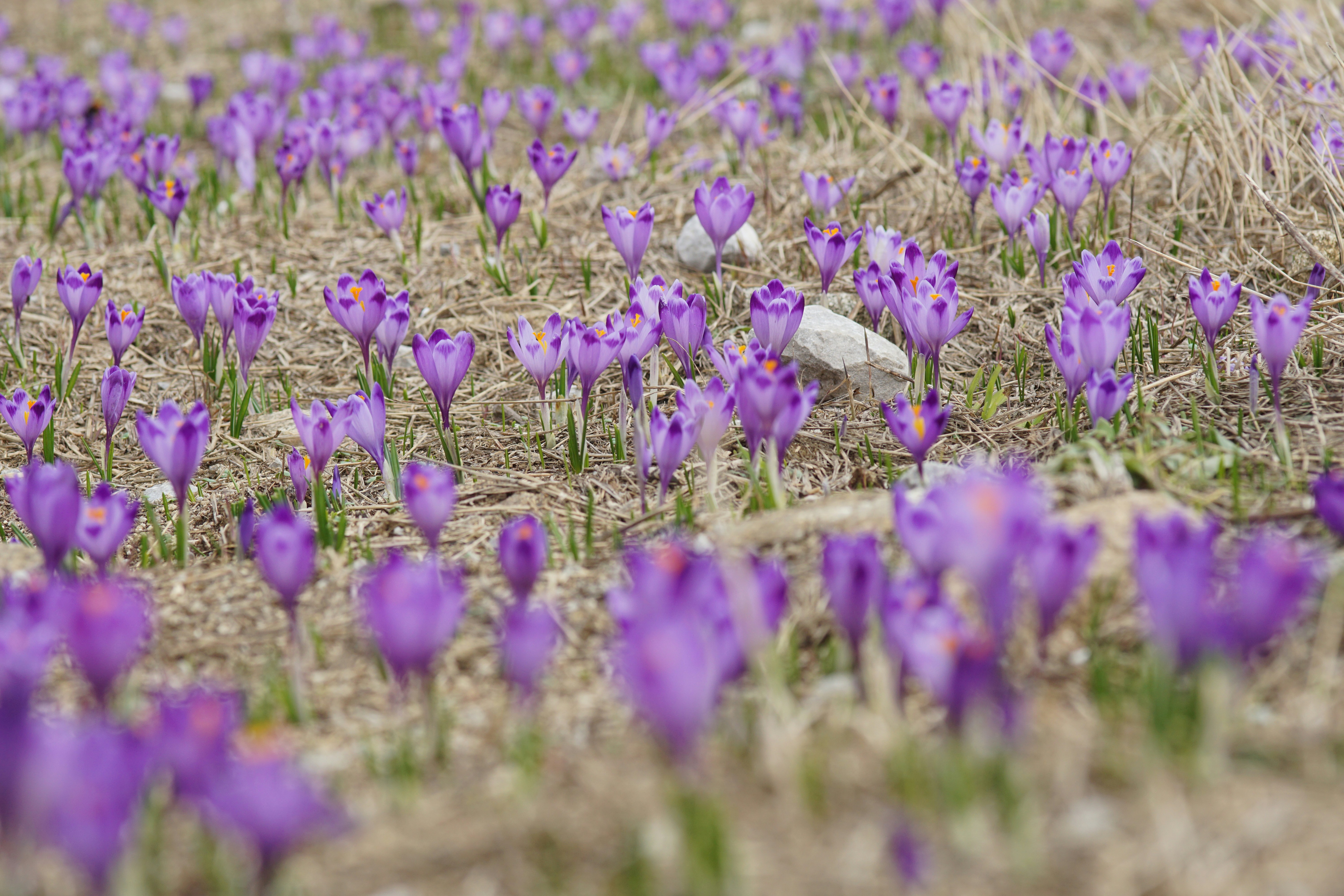 Purple crocus meadow peeking through early spring grasses
