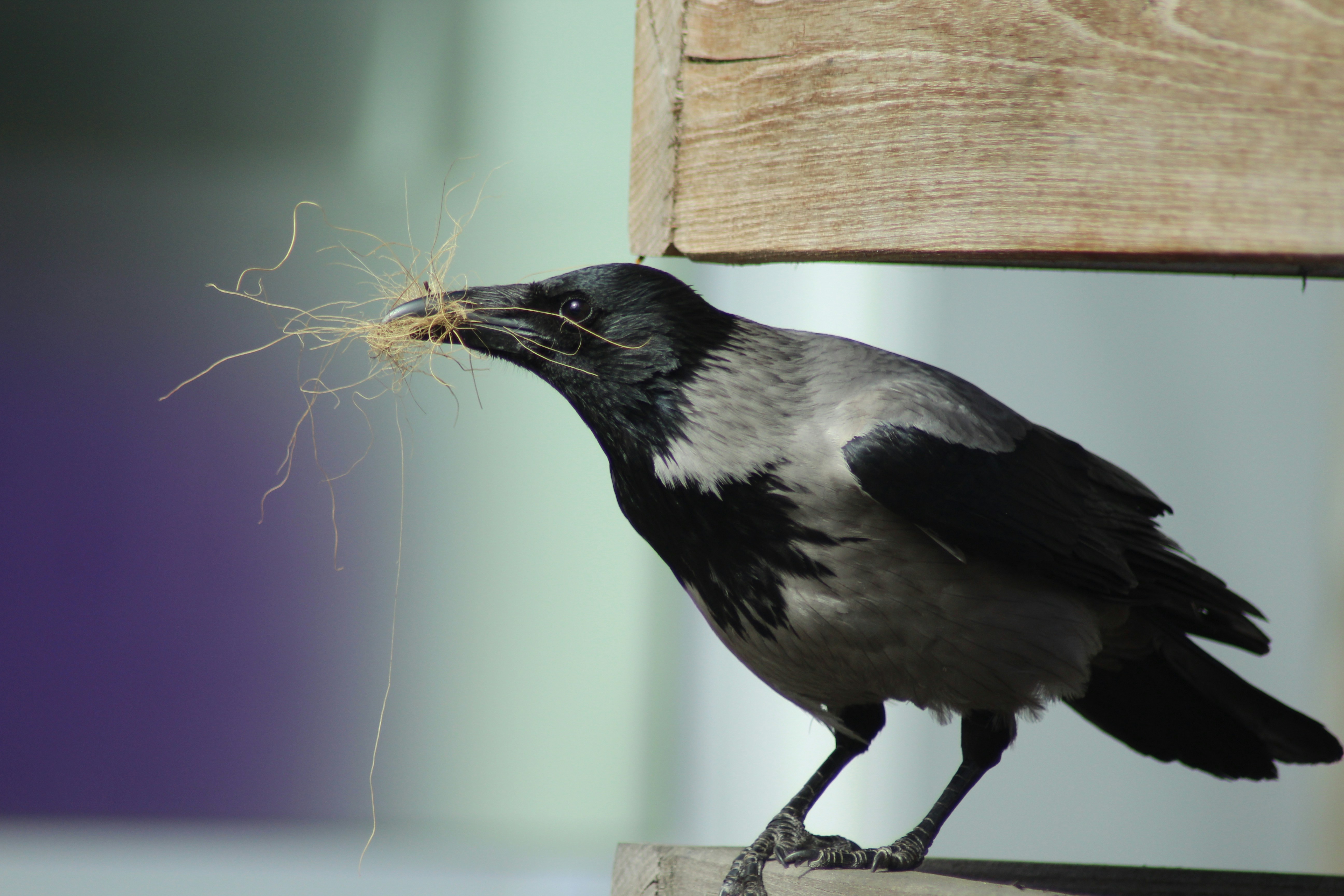 Threaded Prey: Crow Secures Nest Materials on Weathered Rail