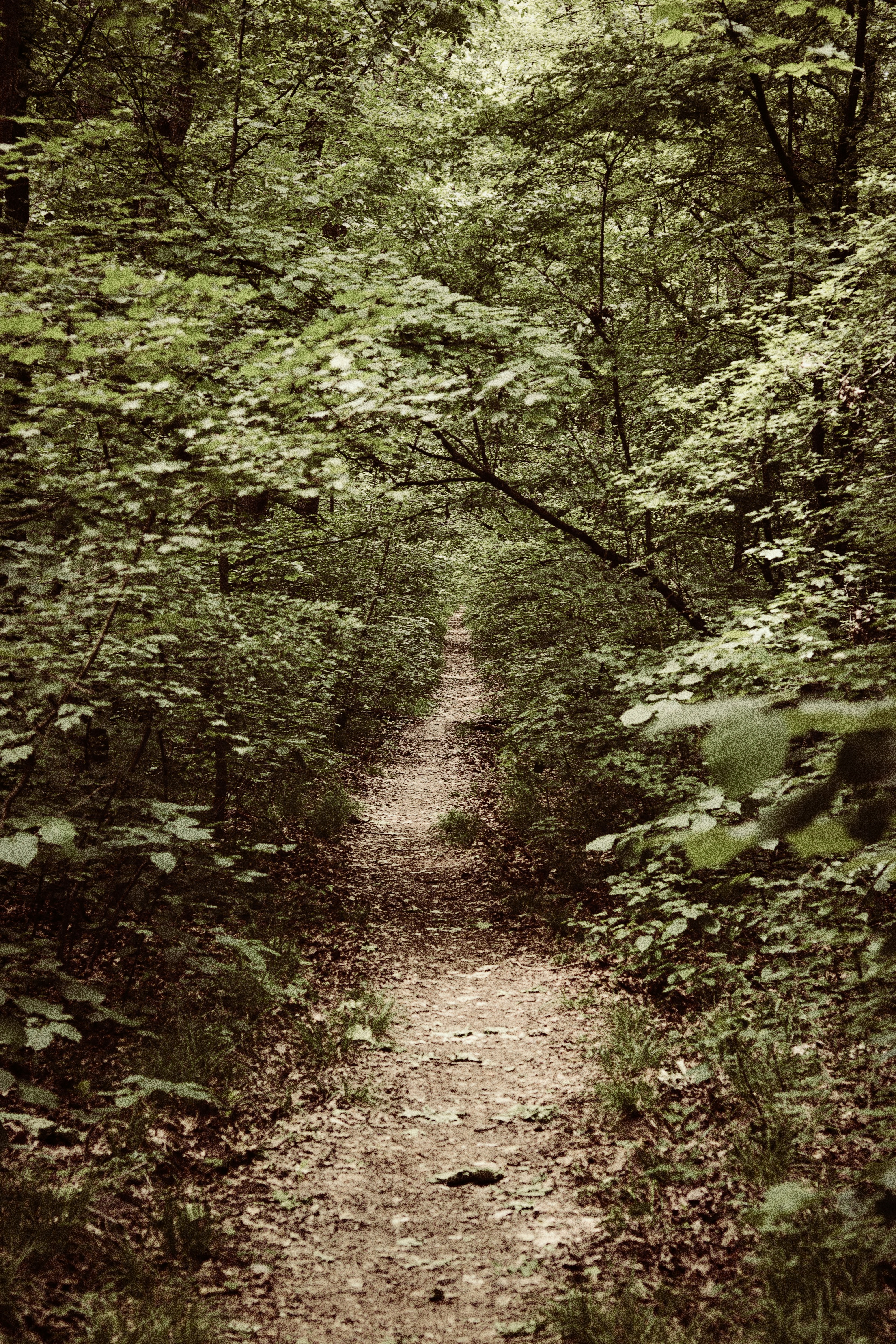 Narrow Path Pictures | Download Free Images on Unsplash