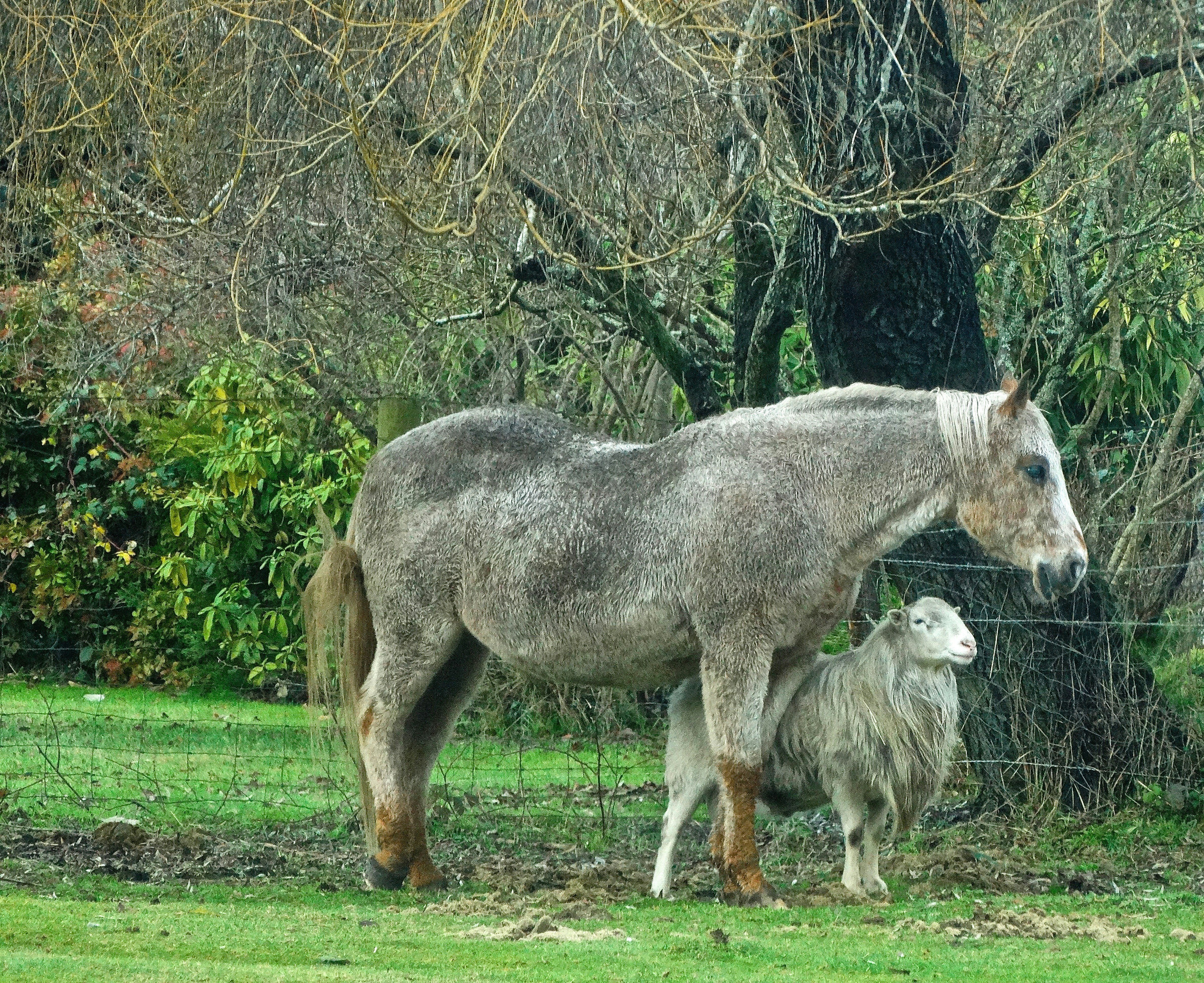 A horse stands beside a sheep in a lush green pasture, showcasing an unexpected companionship. The scene captures the tranquility of rural life.
