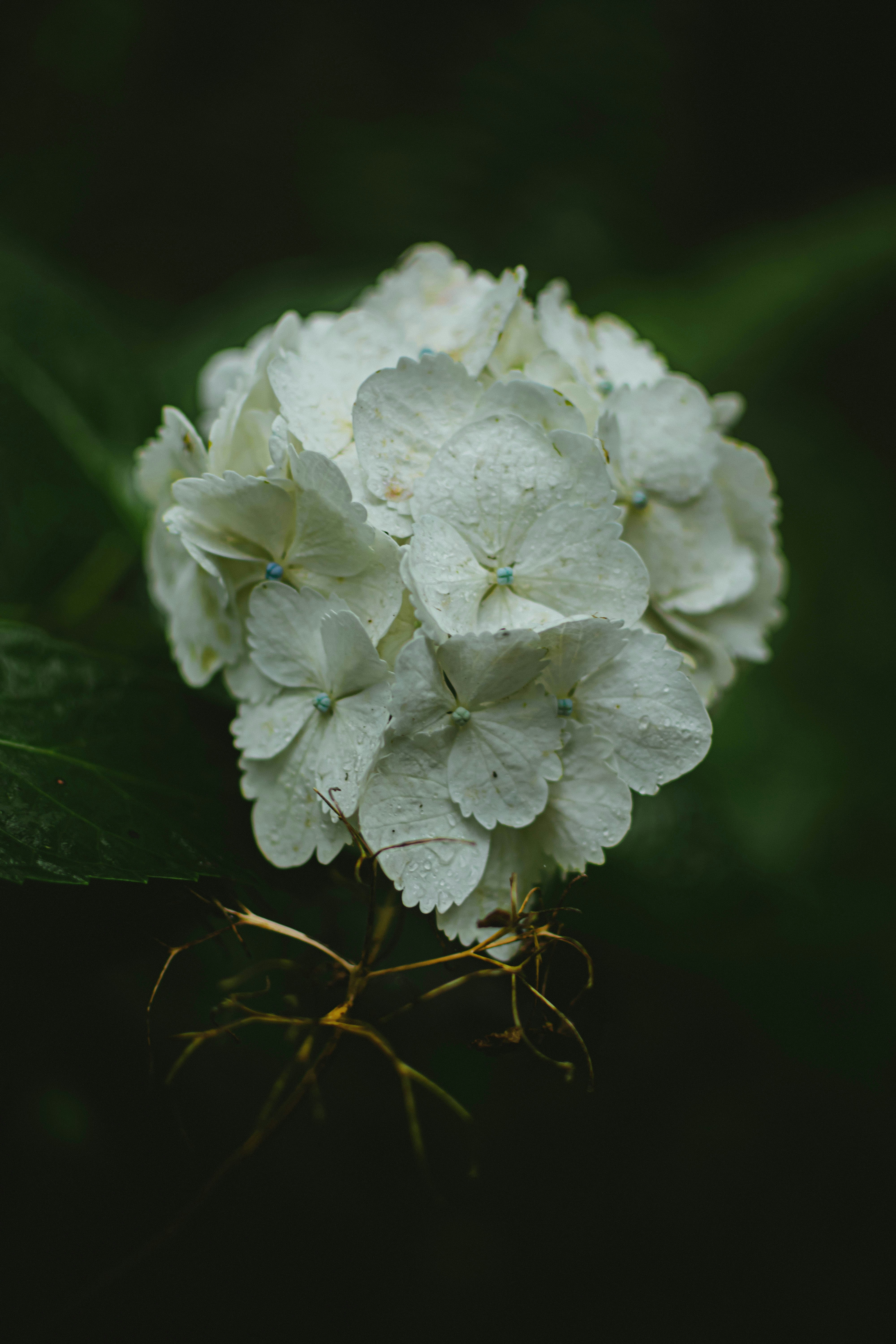 Dew-Laden Hydrangea Globe in a Quiet Green Backdrop