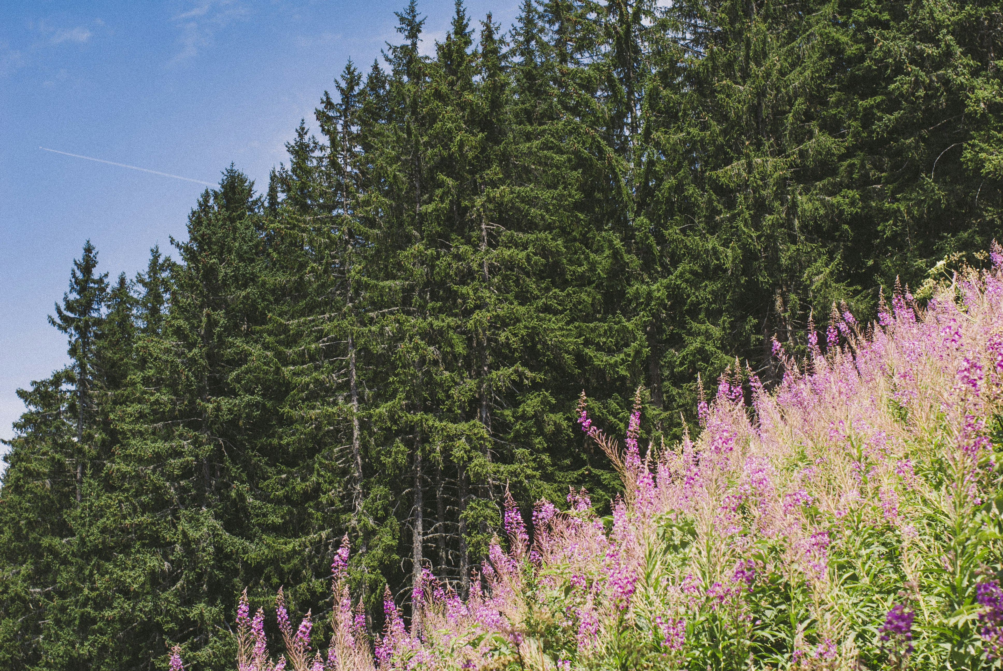 Pink Heather Slope Against Evergreen Backdrop