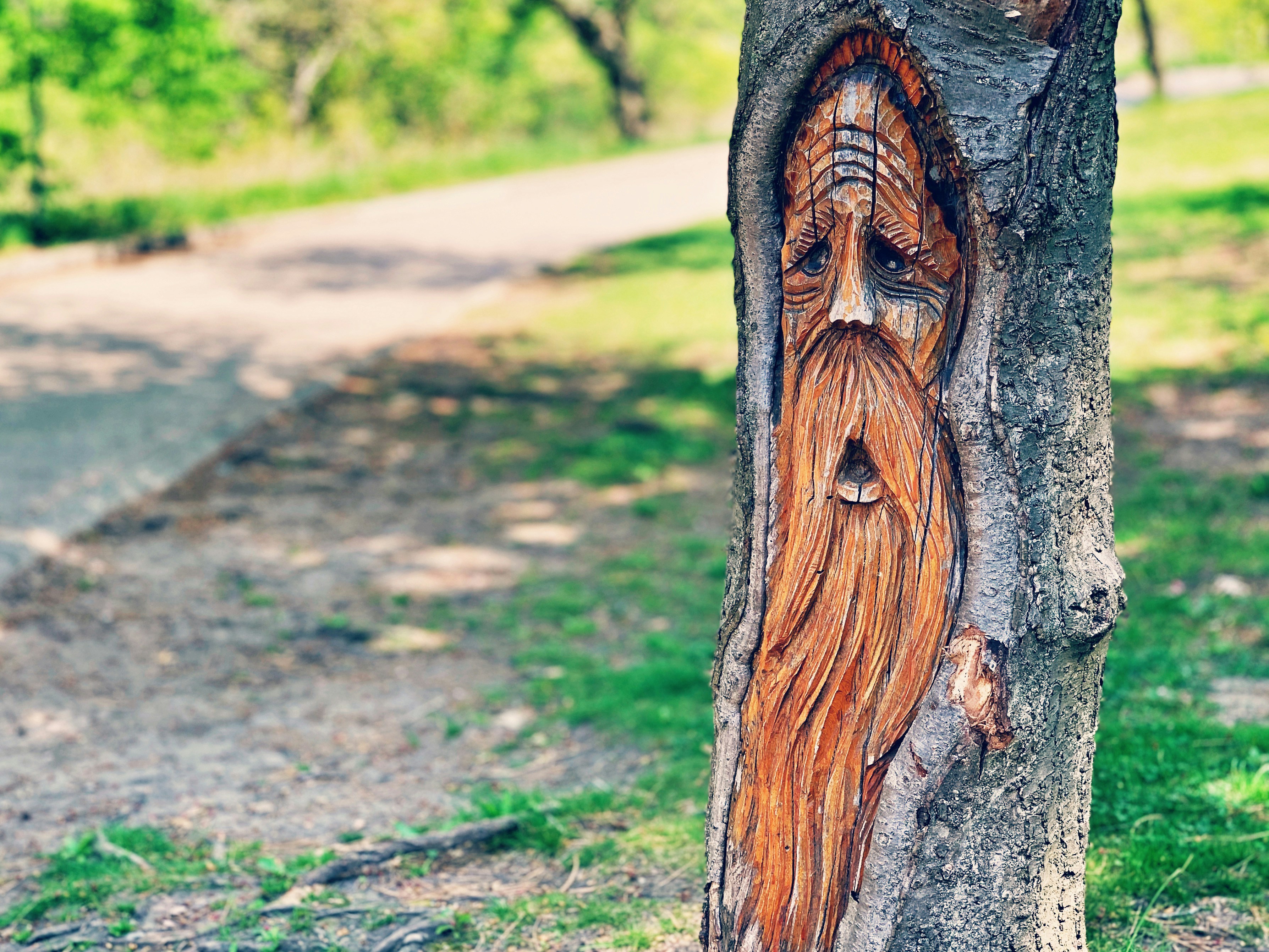 Tree engraving of a bearded old man’s face in High Park, Toronto