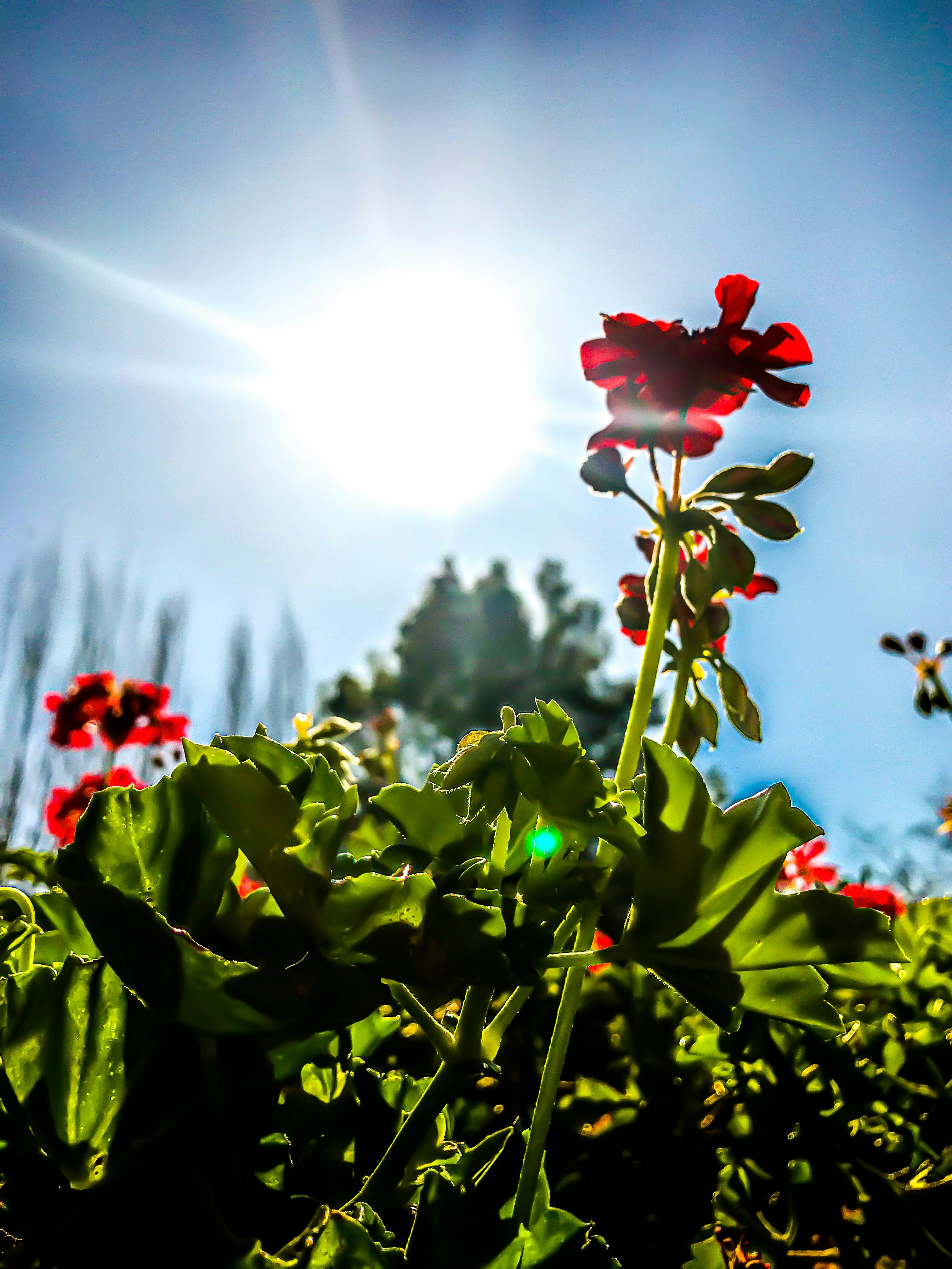 Sunlit Crimson Bloom Against a Sky of Blue