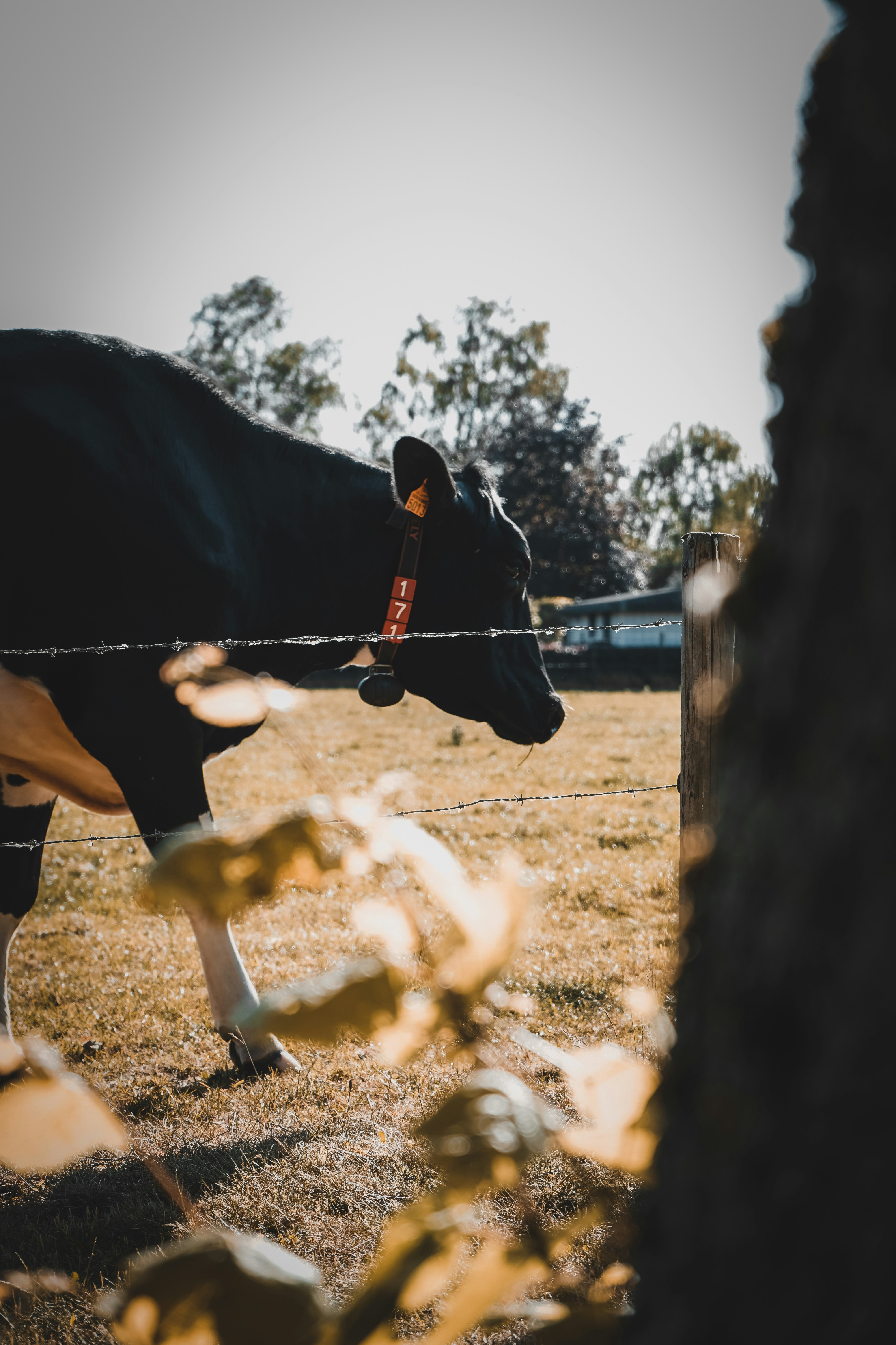Cow.