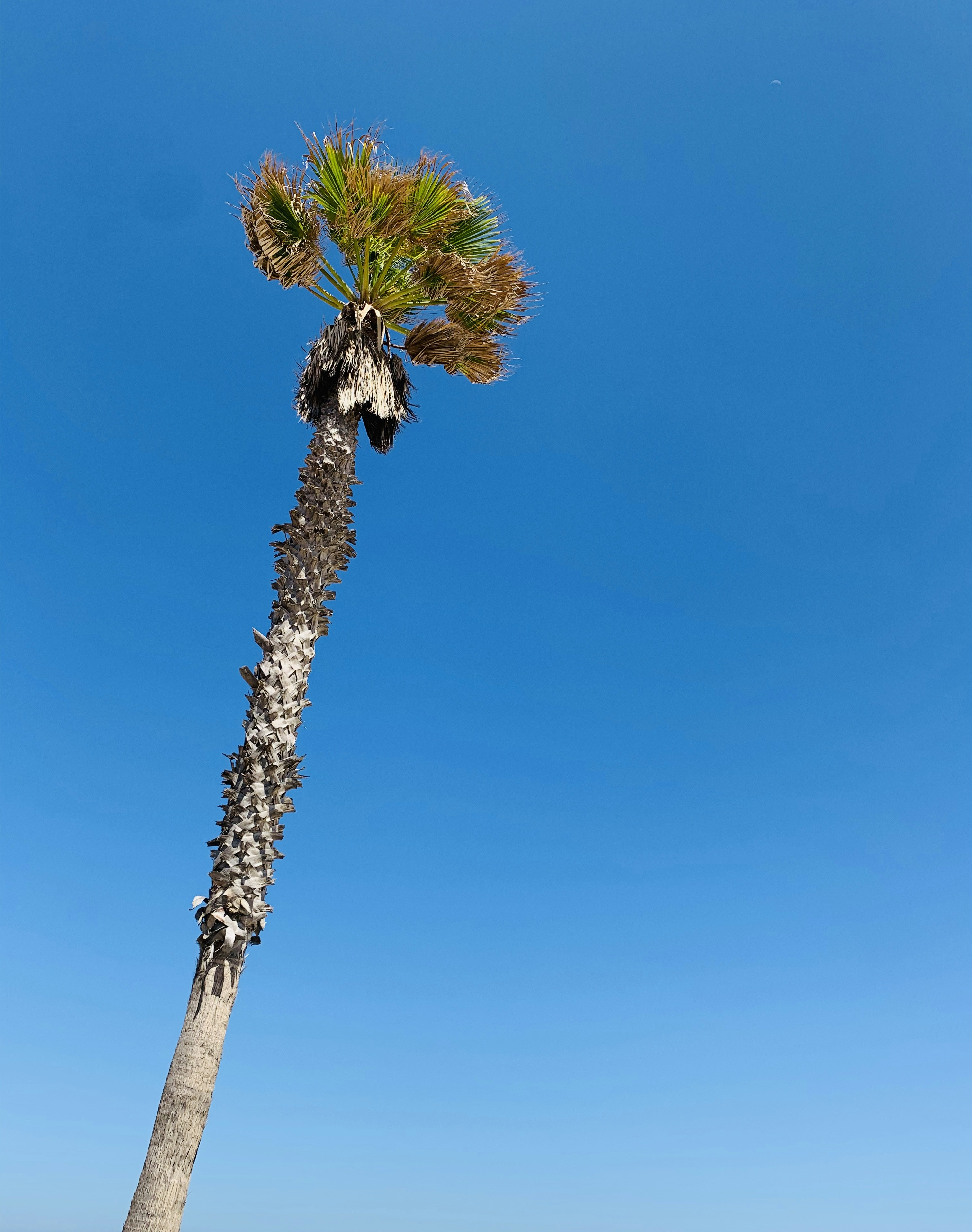 A tall palm tree stretches upward, its fronds contrasting against a clear blue sky. The image captures the essence of tropical tranquility.