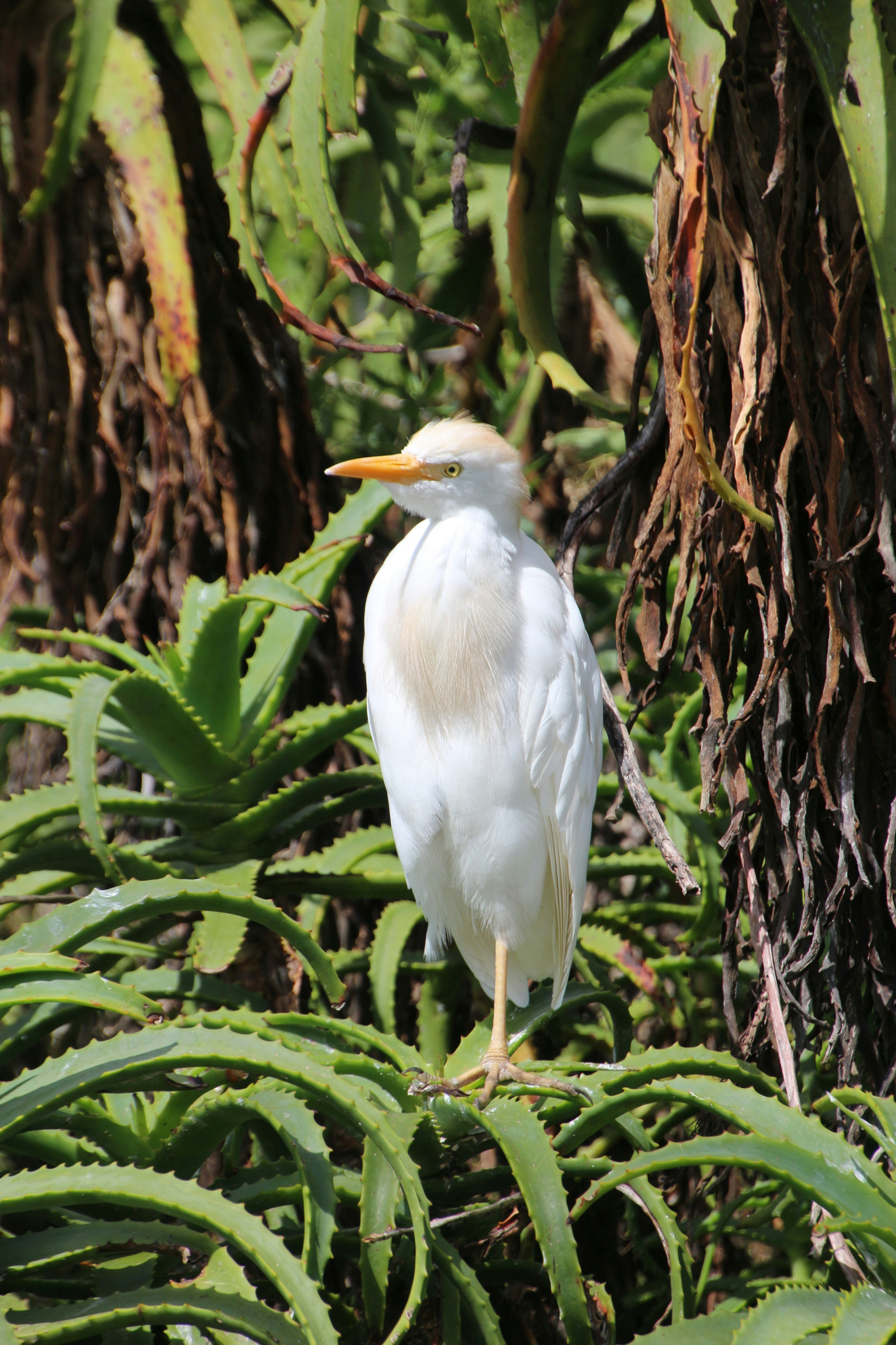 White Heron Perched Amid Green Aloe Fronds in Dappled Sunlight