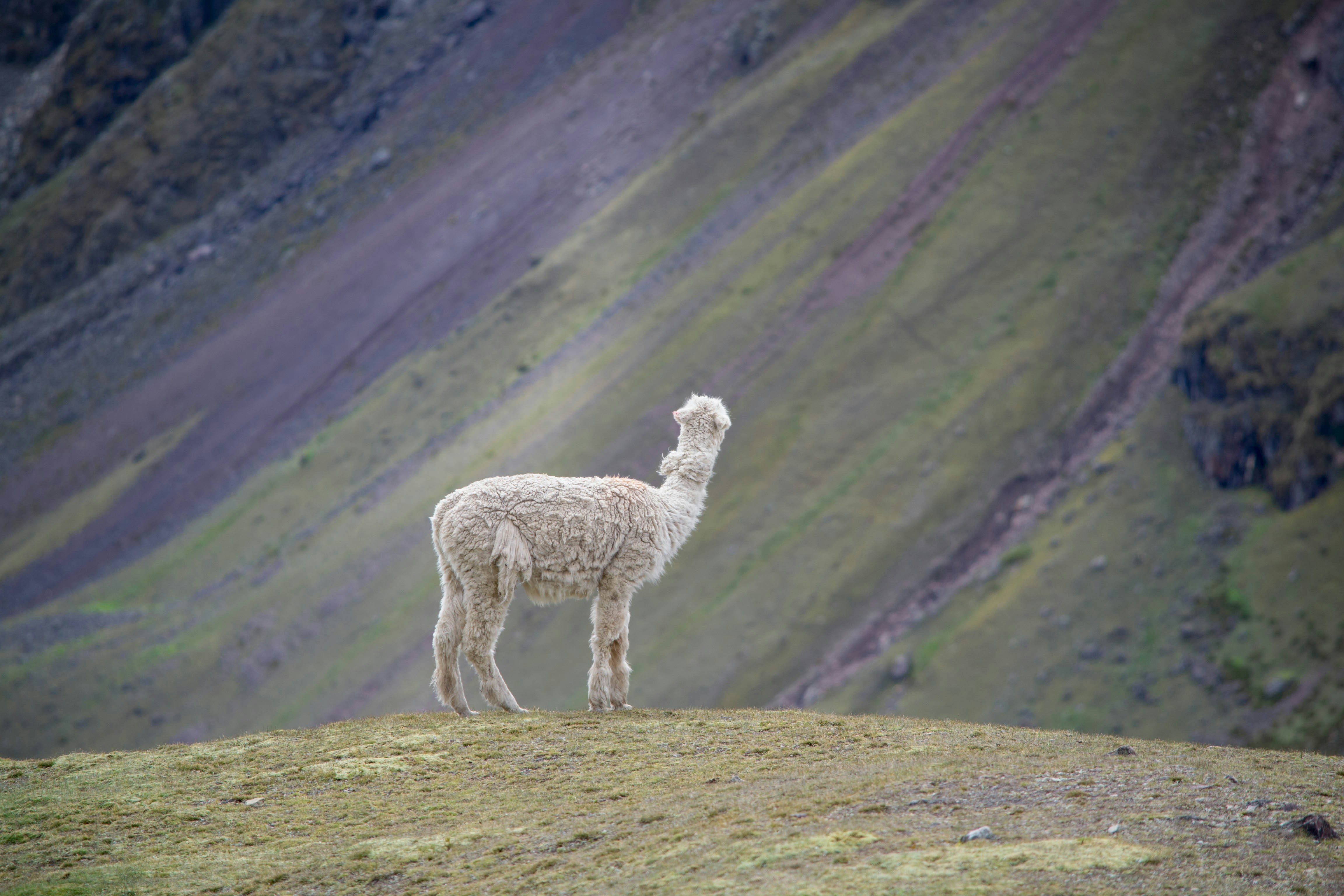 Solitary Alpaca in Serene Mountain Landscape