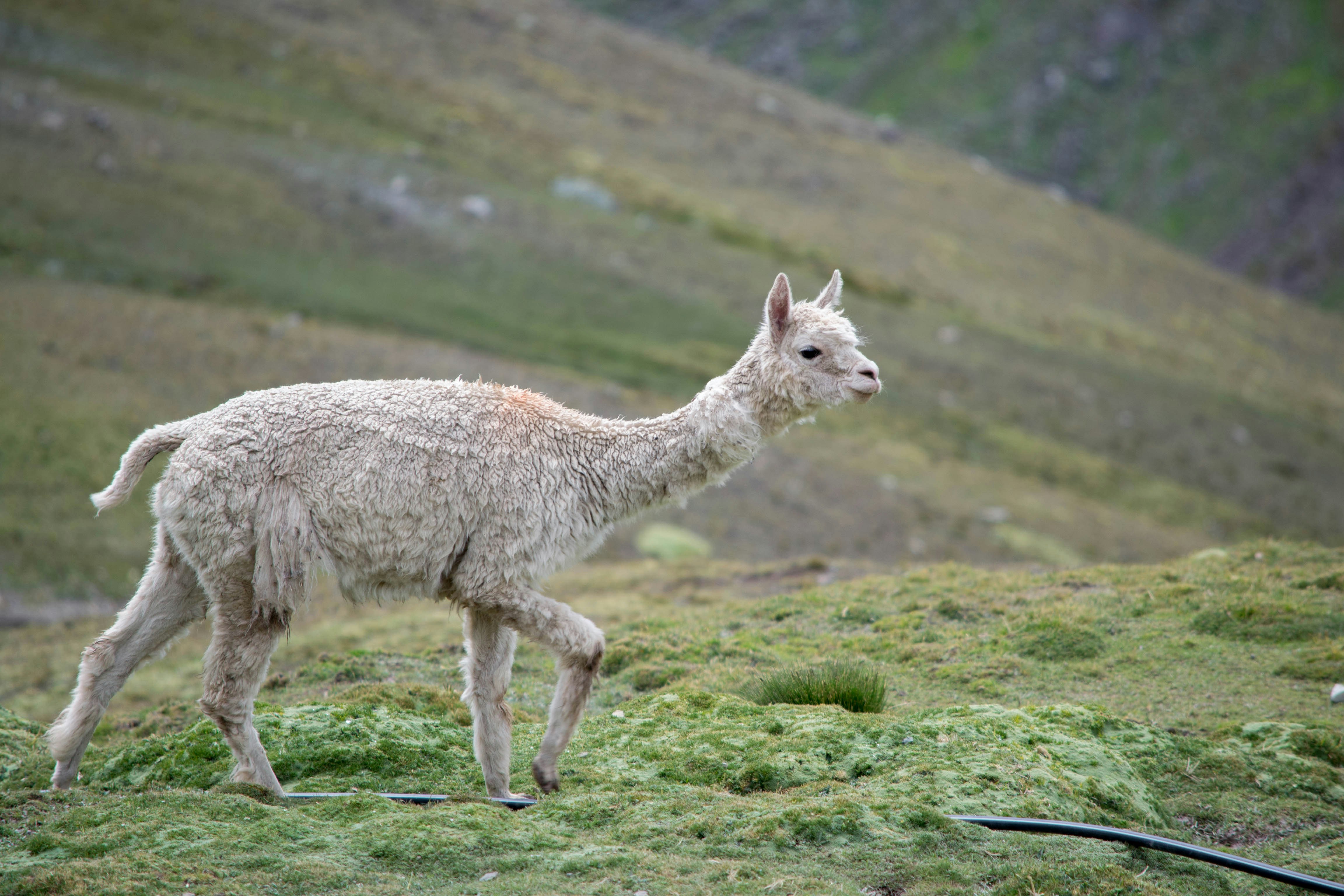 White llama on green grass field during daytime photo – Free Animal ...