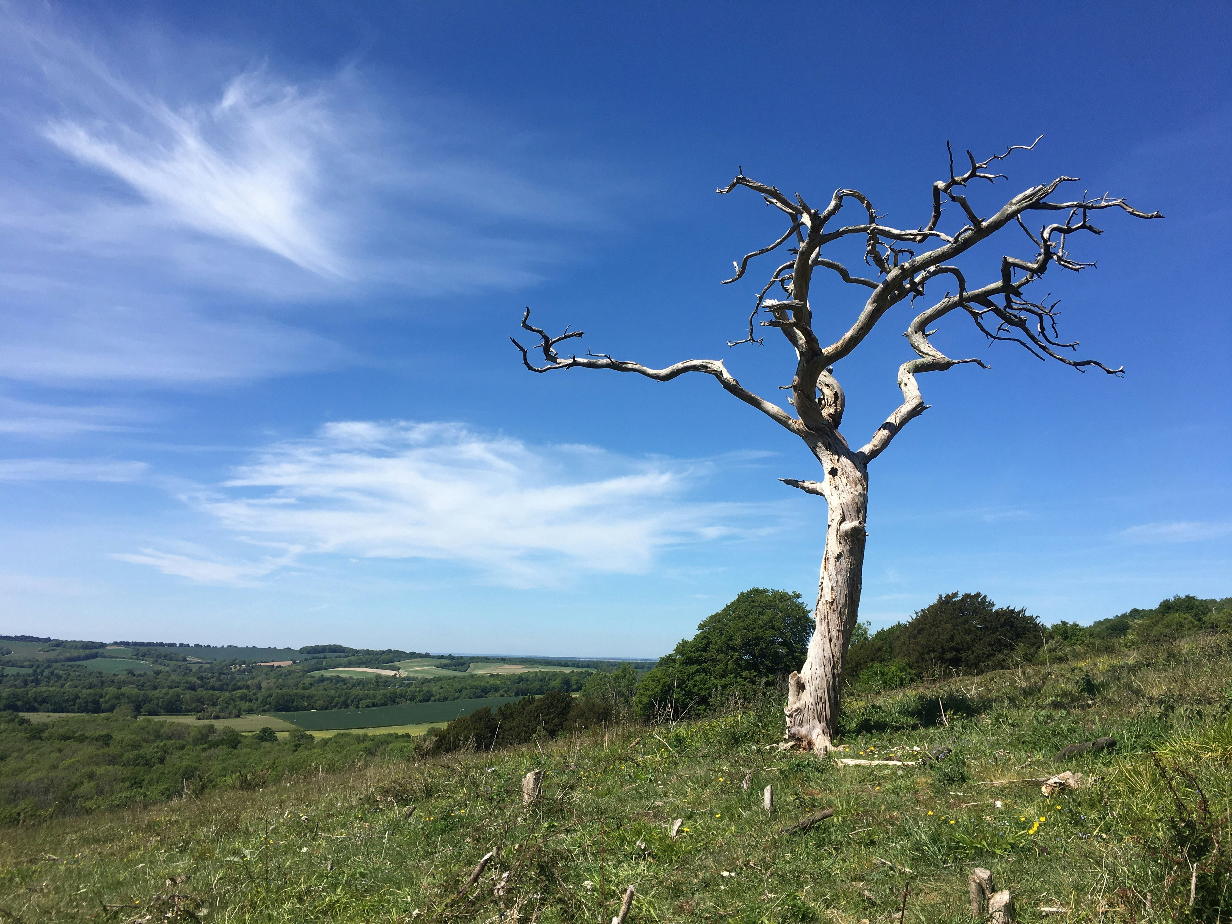 Bare tree on green grass field under blue sky during daytime photo ...