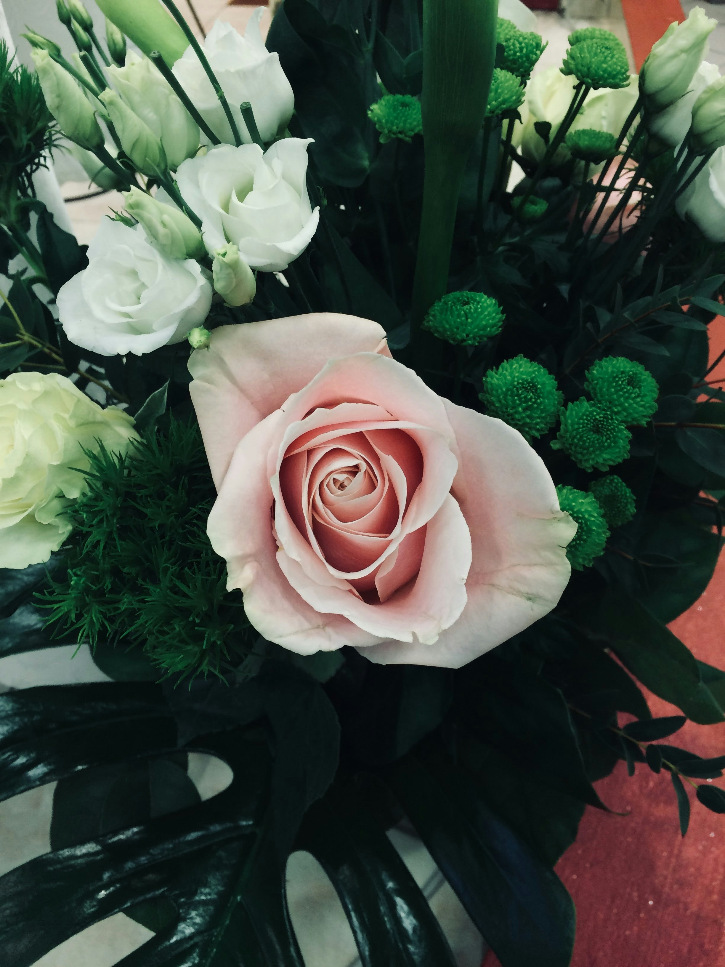 pink and white roses in bloom