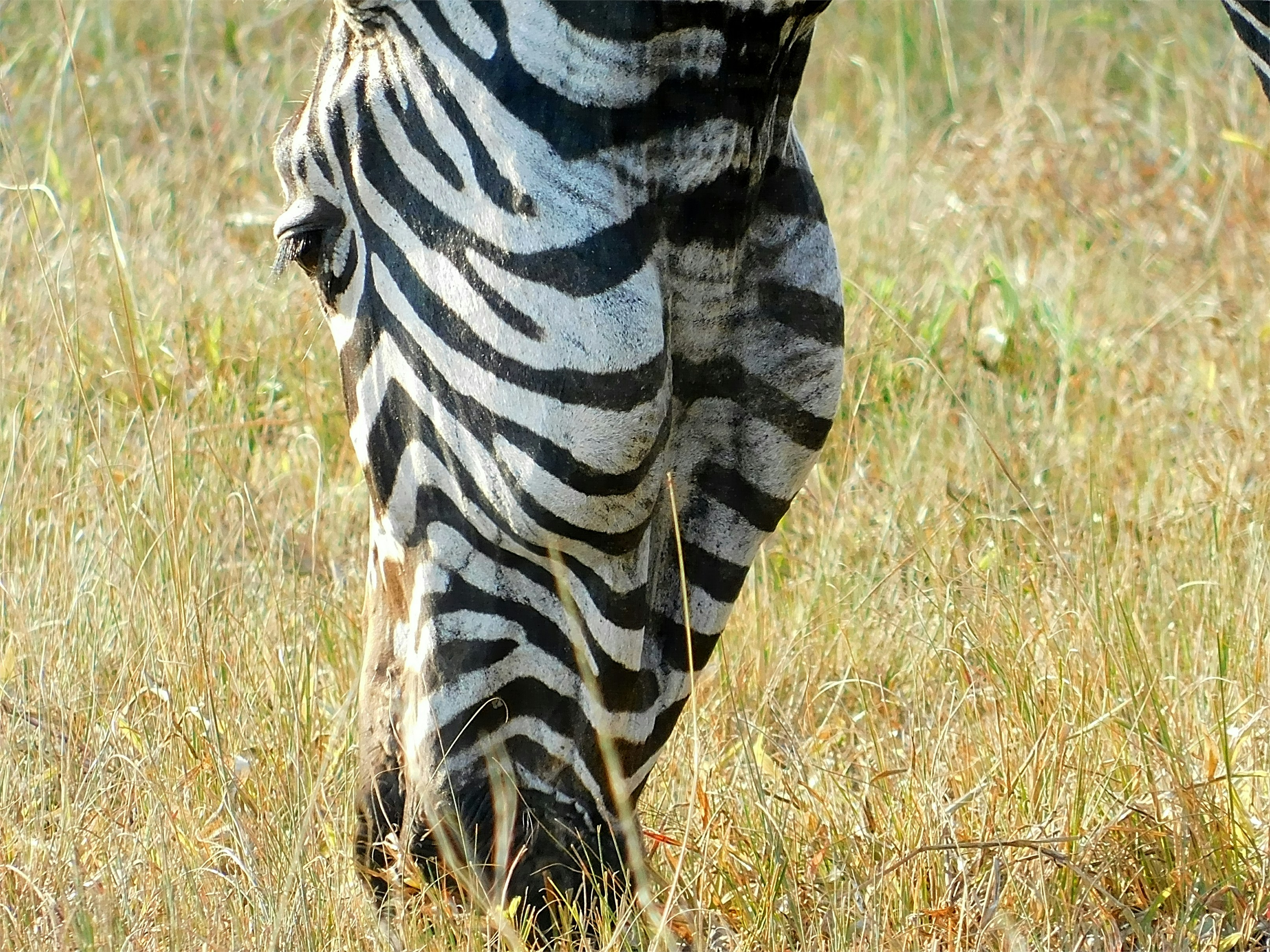Close-up photograph of a zebra's striped muzzle framed by sunlit savanna grass.