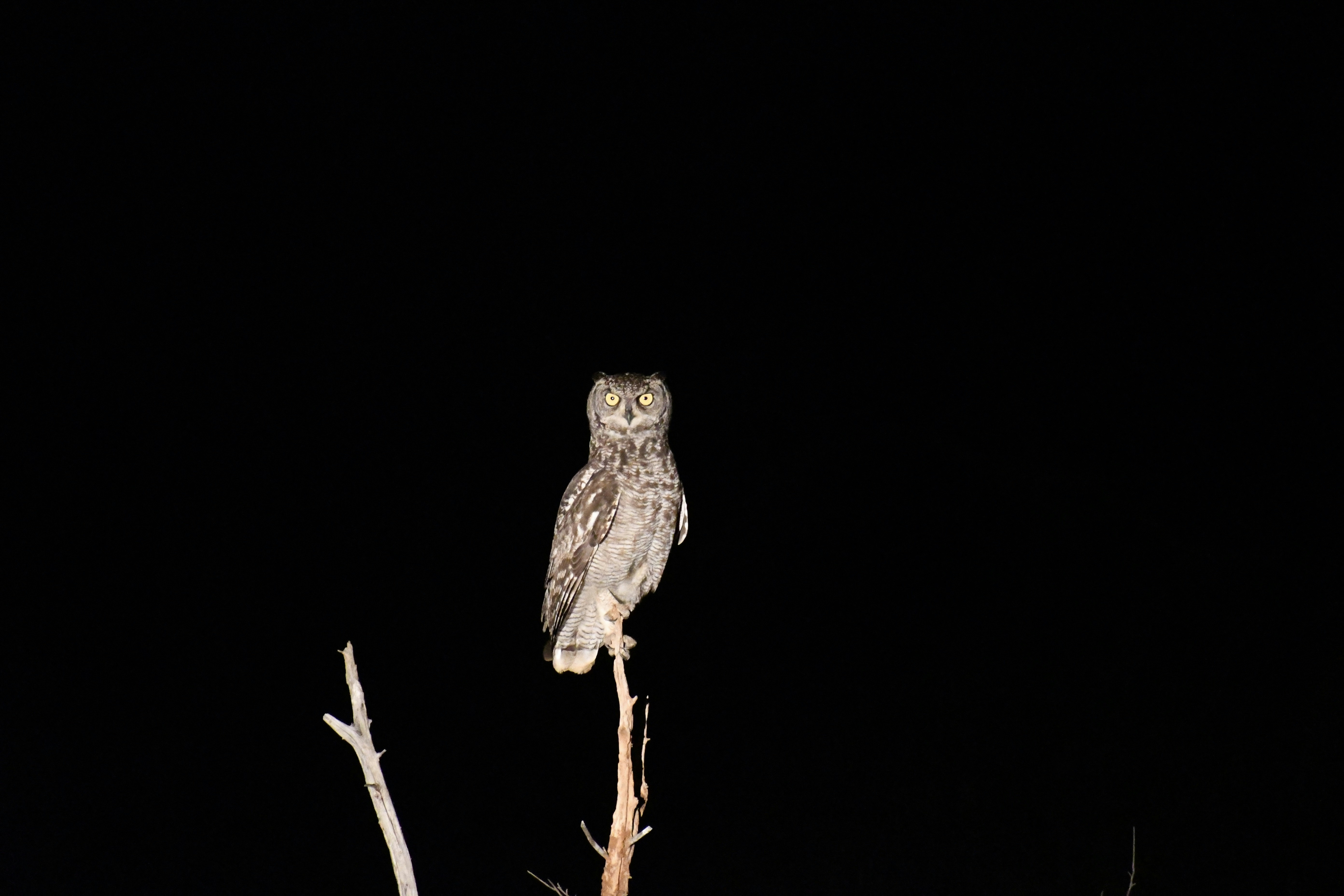 Nocturnal Sentinel on a Bare Branch Under a Velvet Night