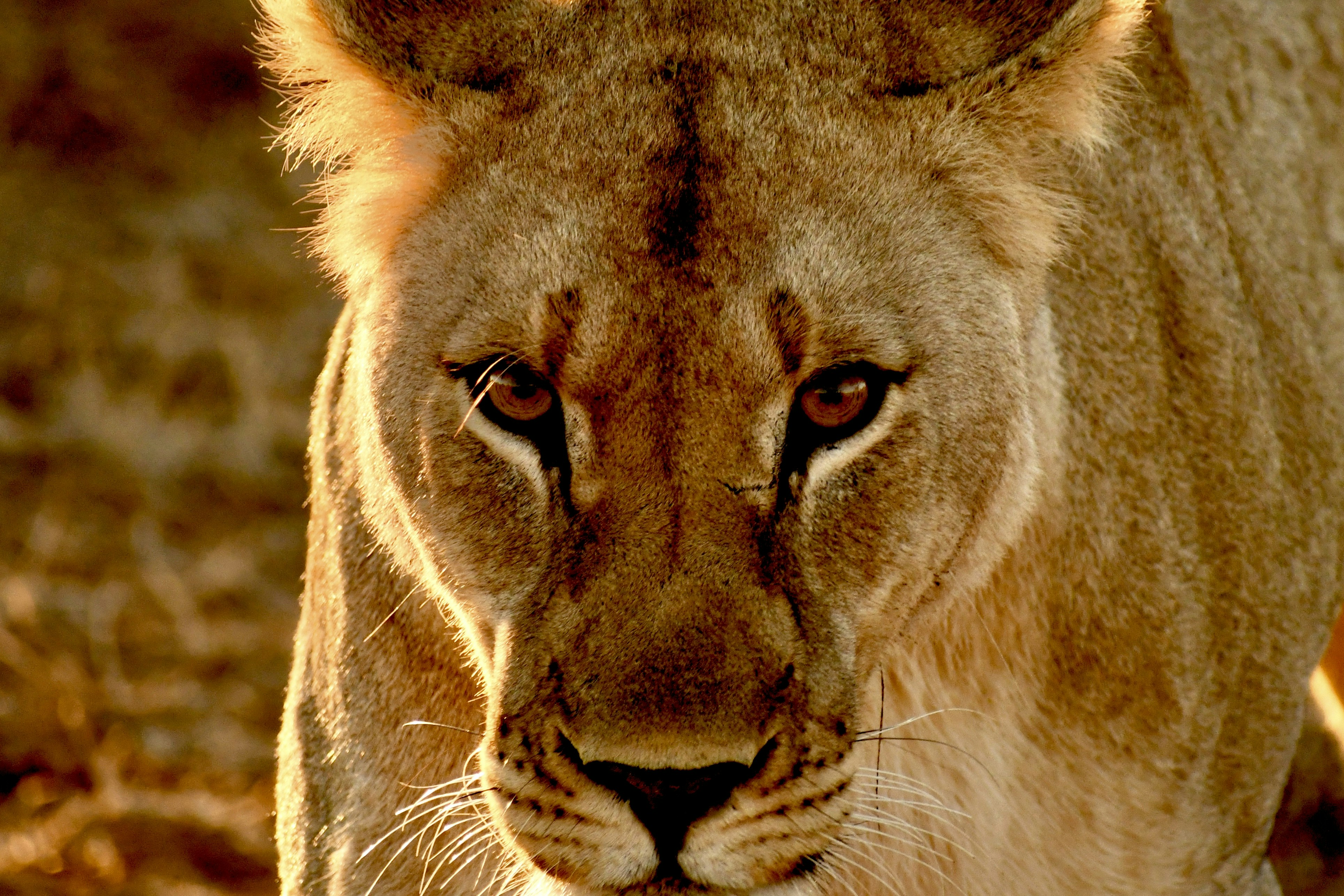 Lion brun en photographie en gros plan photo – Image gratuite de Visage ...