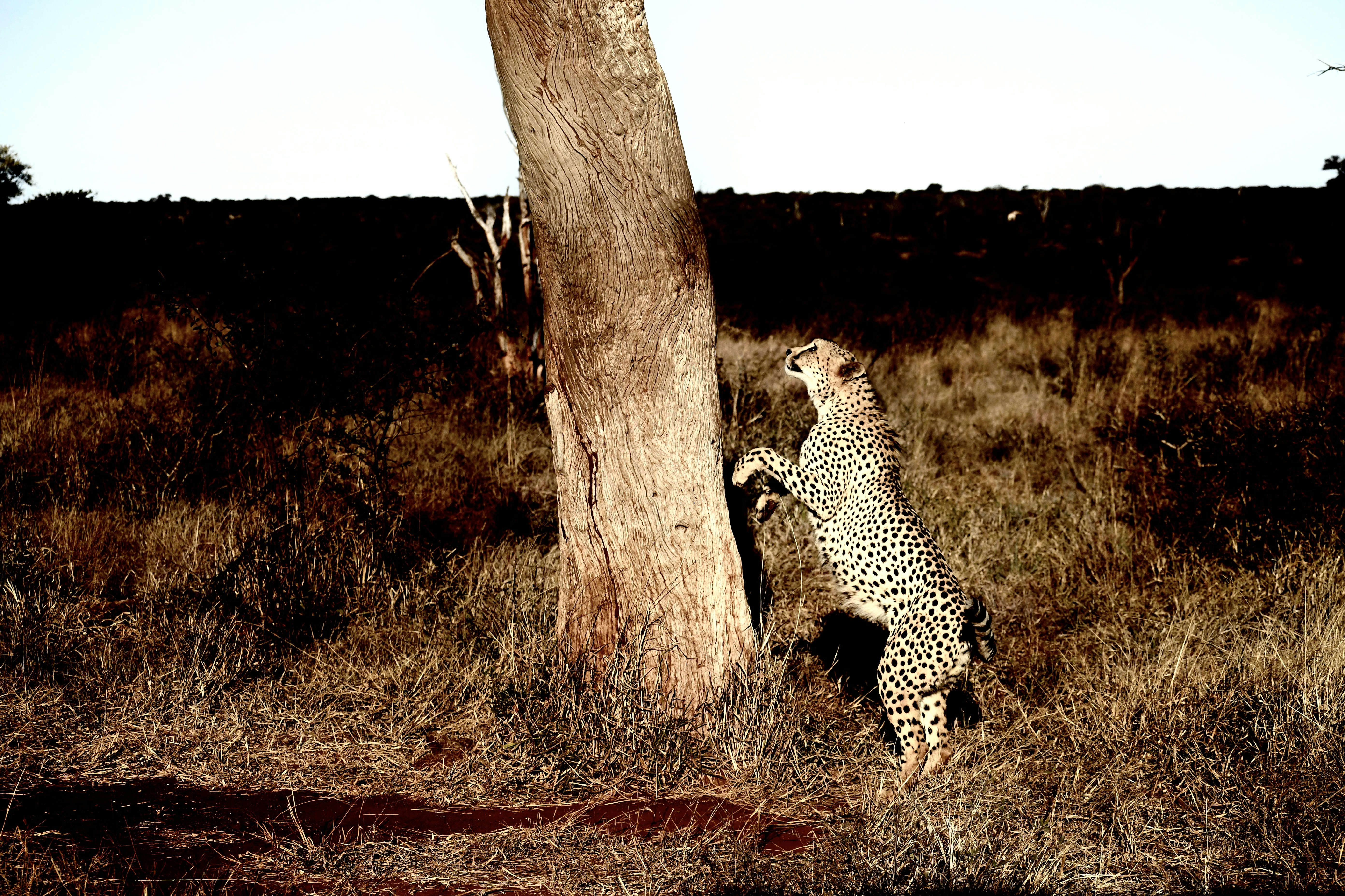 cheetah standing beside brown tree during daytime