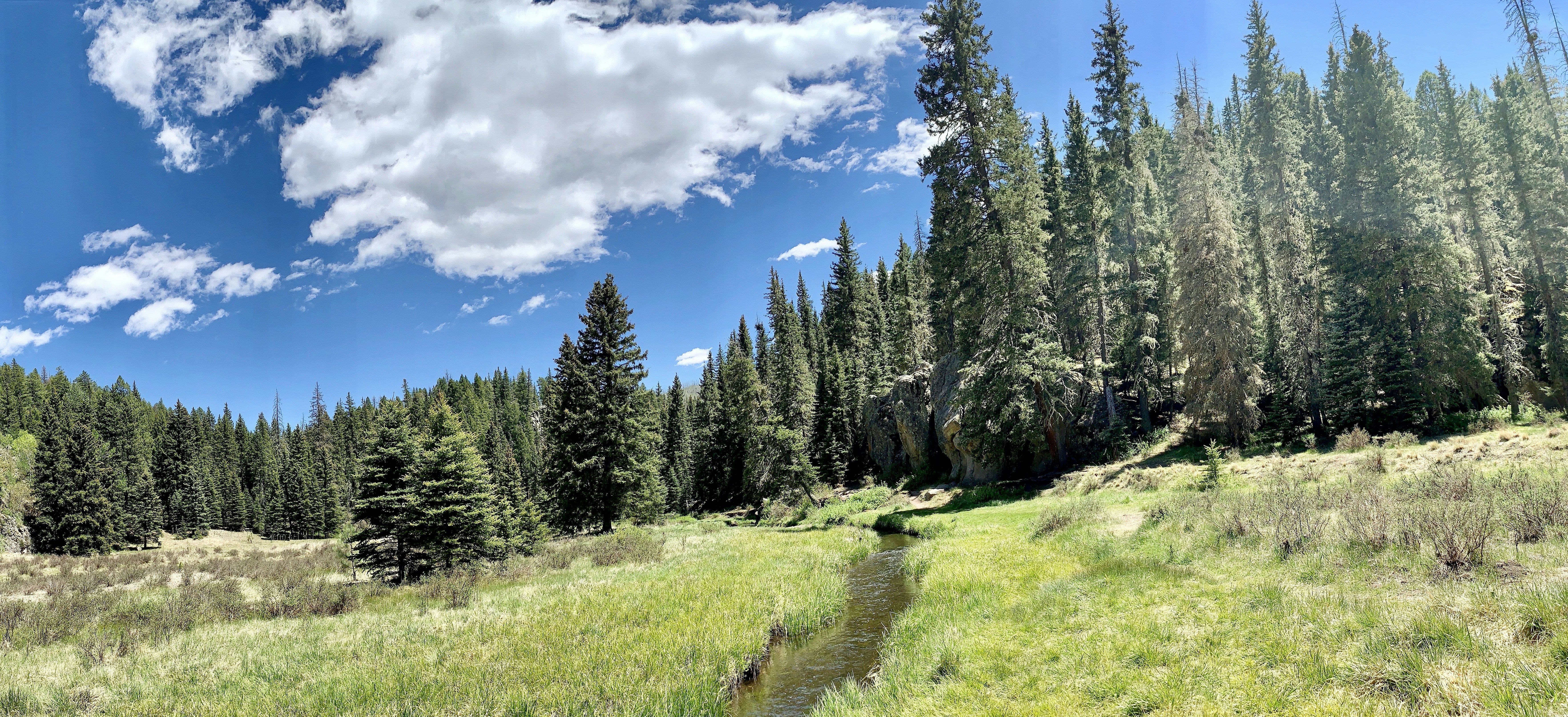 Green pine trees under blue sky and white clouds during daytime photo ...