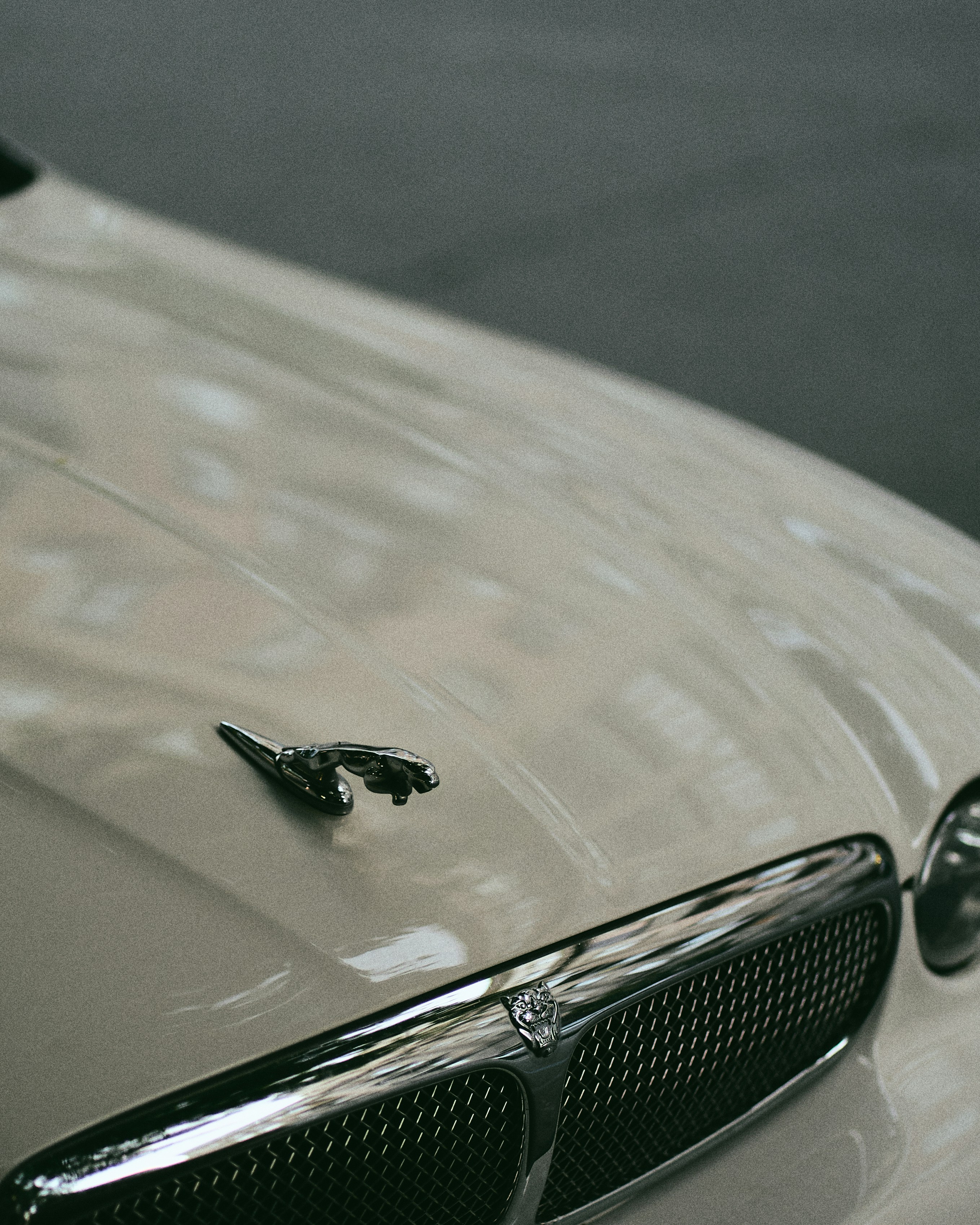 Close-up of a Jaguar hood ornament on a classic car, showcasing its sleek design and craftsmanship. The soft reflections on the vehicle's surface add depth.