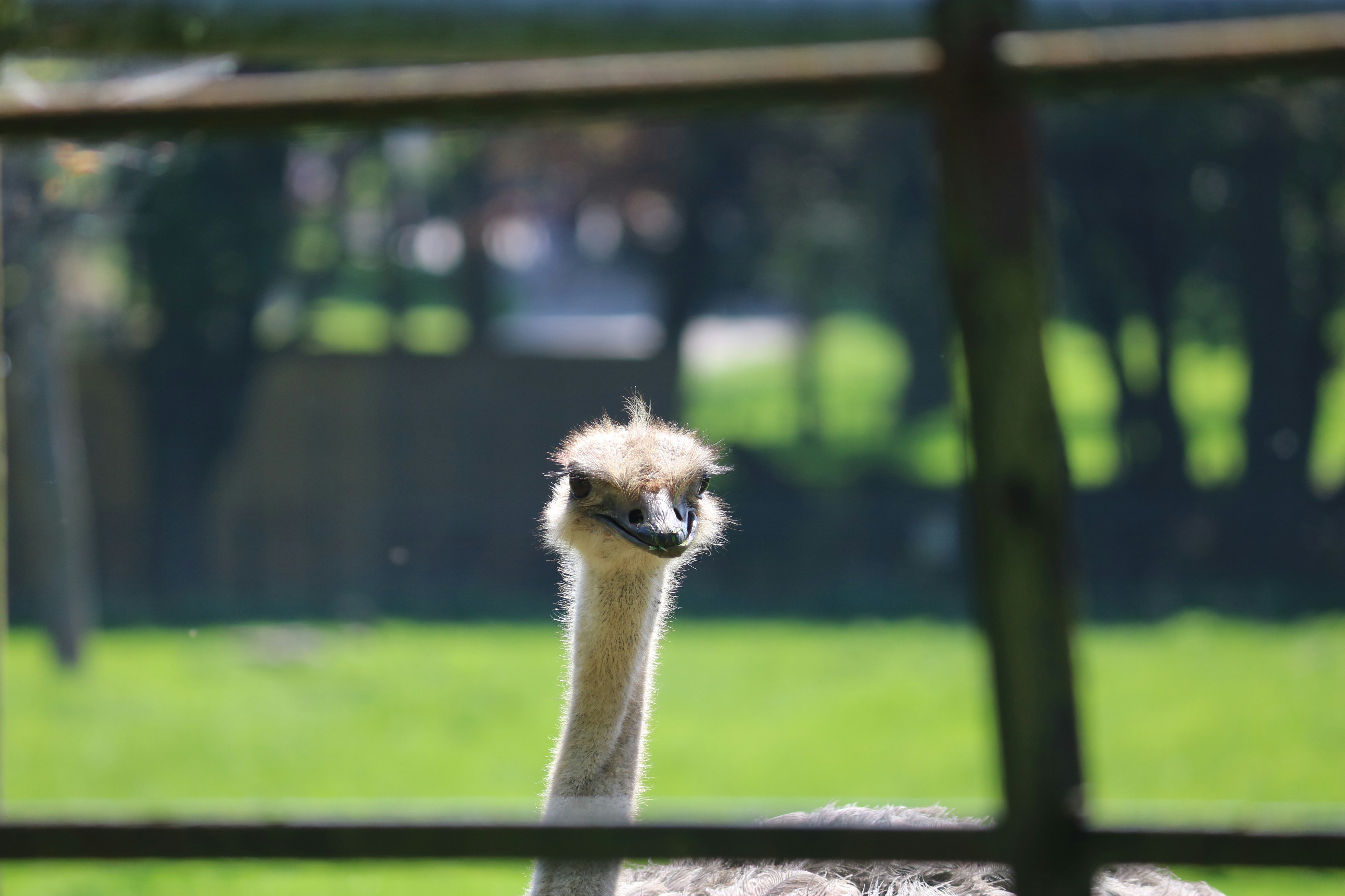 Brown and gray ostrich on green grass field during daytime photo – Free ...
