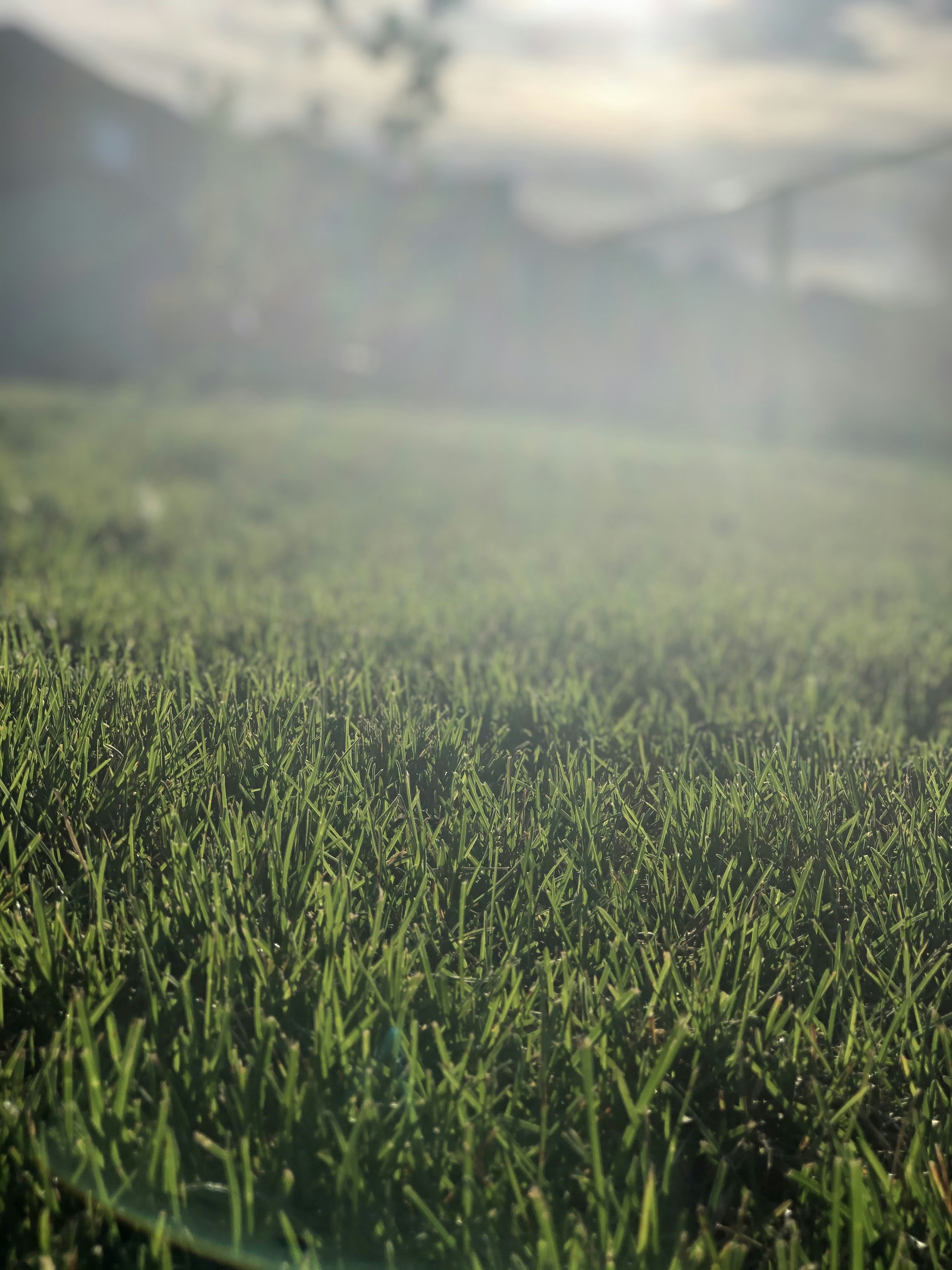 Grassy Field Pictures | Download Free Images on Unsplash
