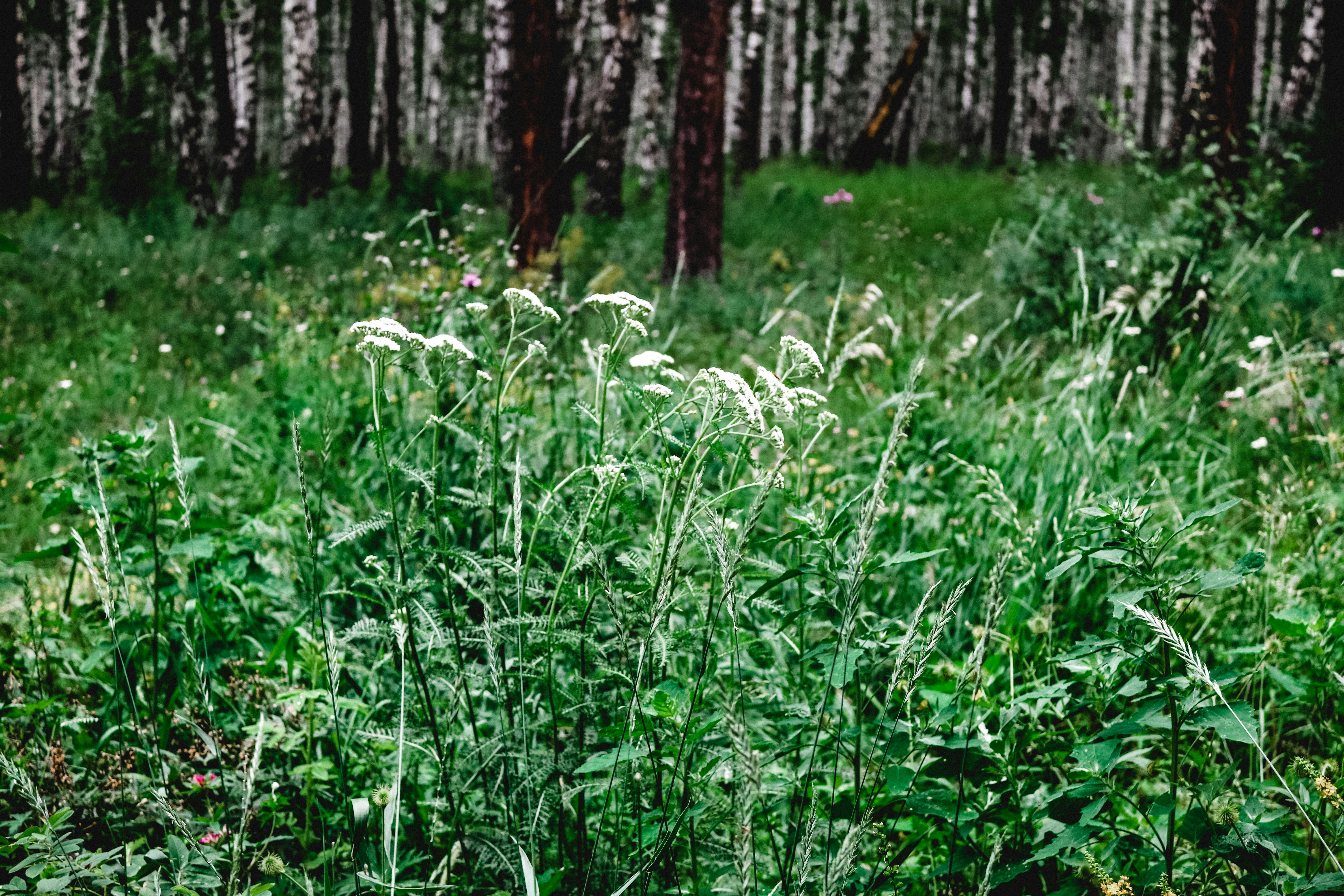 White-topped Wildflowers at the Edge of a Birch Grove