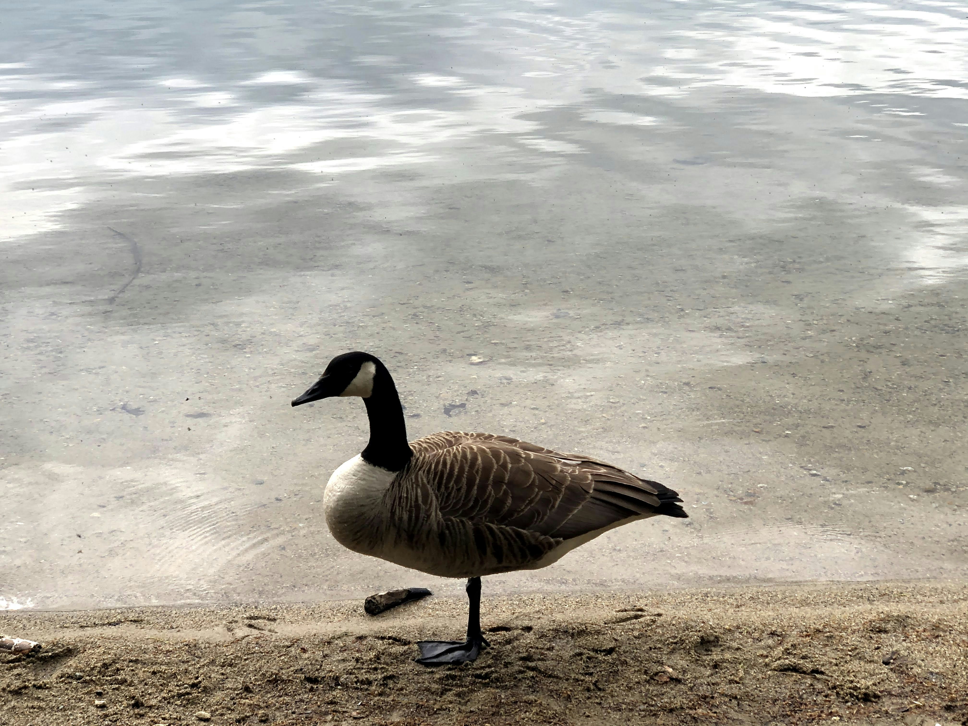 Lonely Goose at the Shoreline: A Quiet Moment by the Water