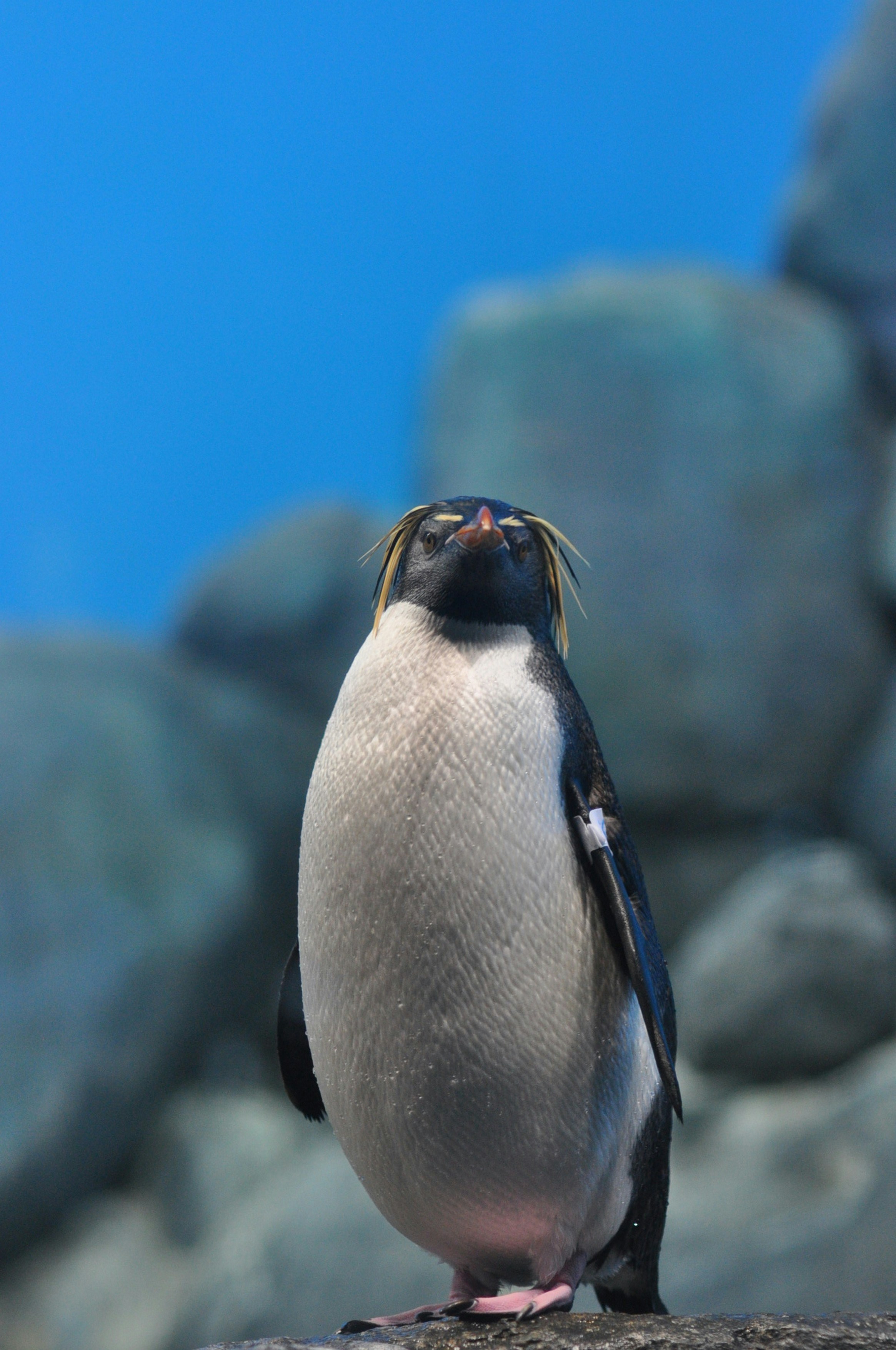 A proud penguin stands against a vibrant blue backdrop, showcasing its distinctive features and elegant posture.
