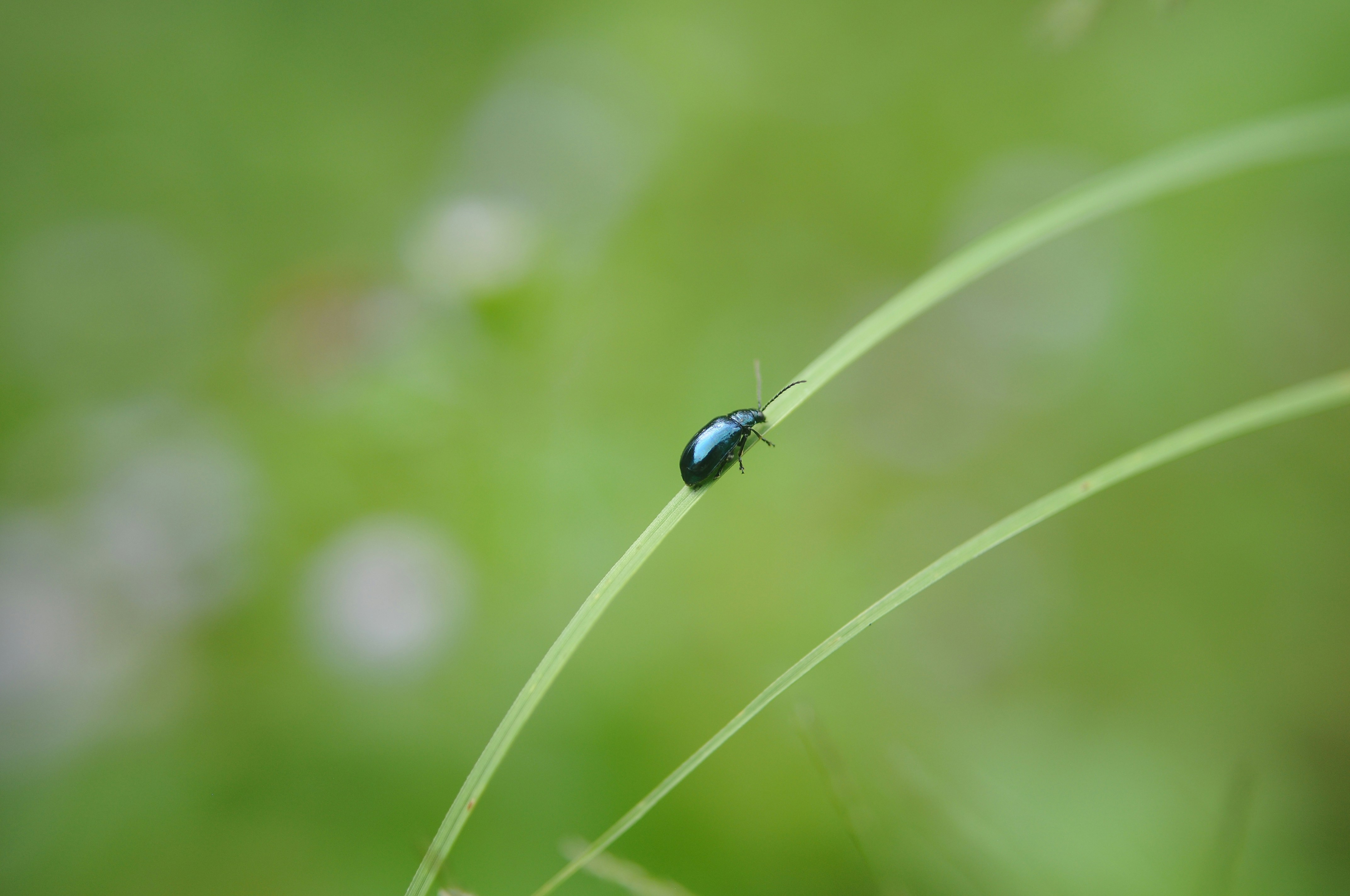 Shiny green beetle perched on a slender grass stem against a blurred green background.