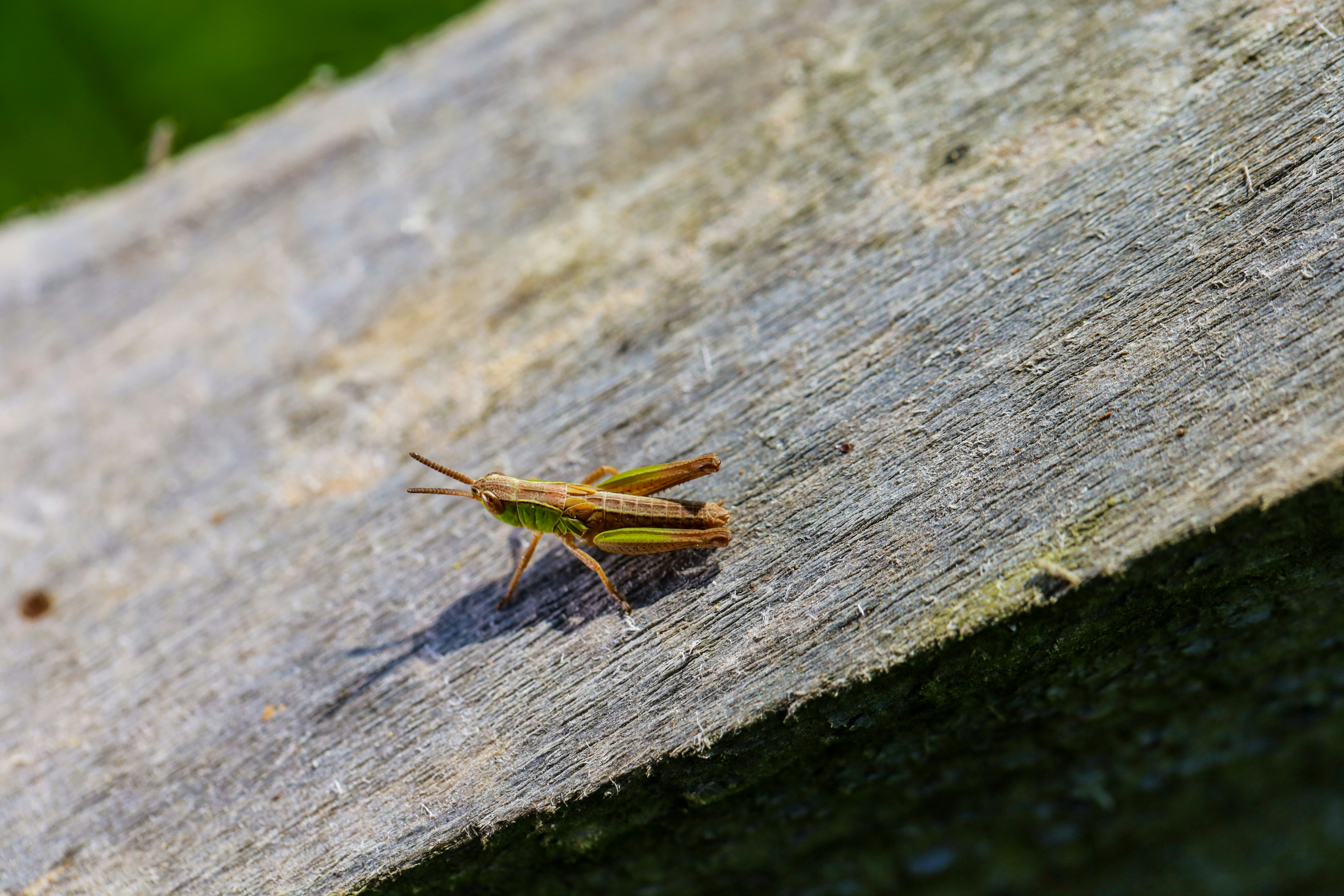 Grasshopper perched on a weathered wooden surface, showcasing its vibrant green and brown hues. The natural light highlights its delicate features.
