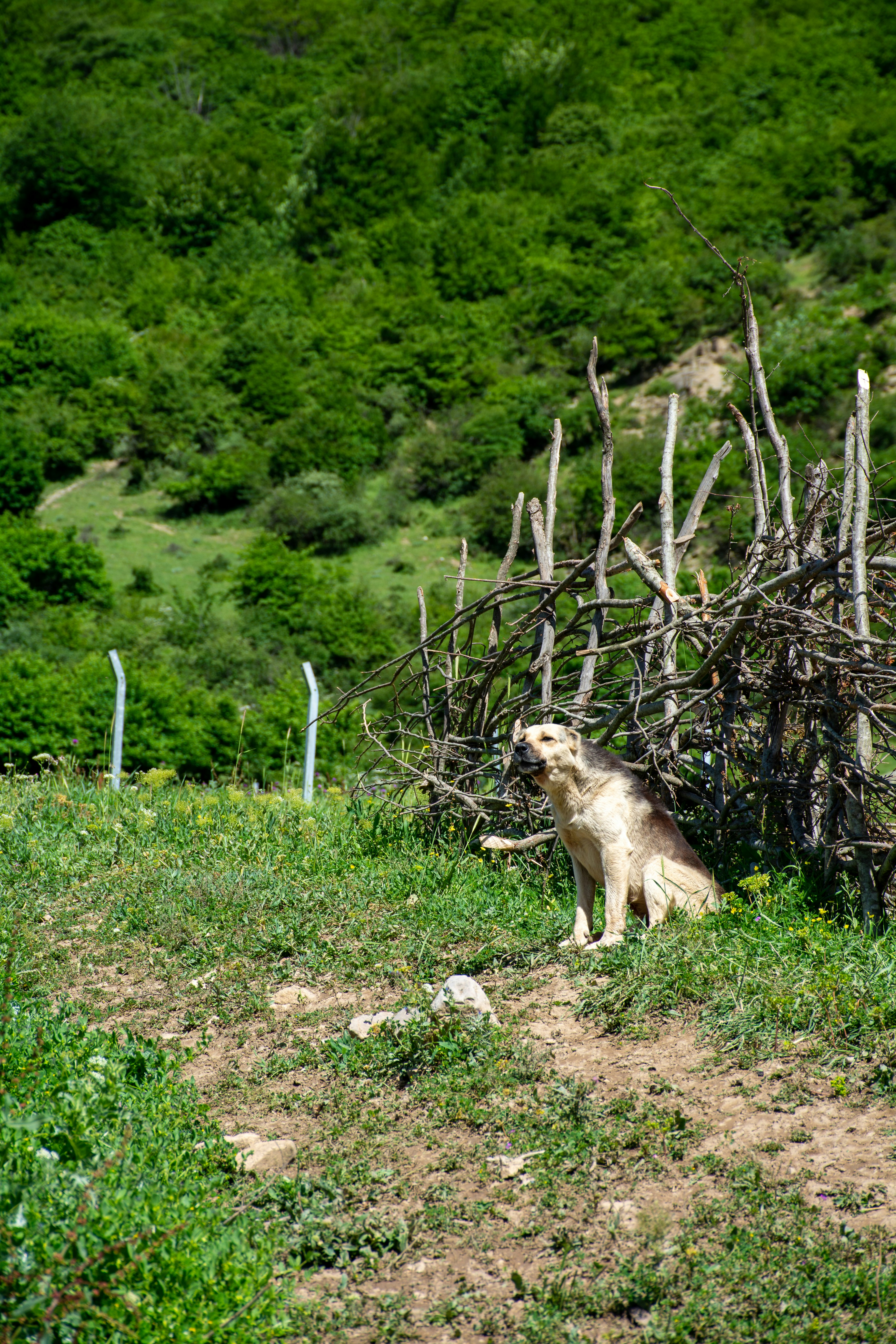 Hound at the Edge: Weathered Branch Fence on a Sunlit Meadow