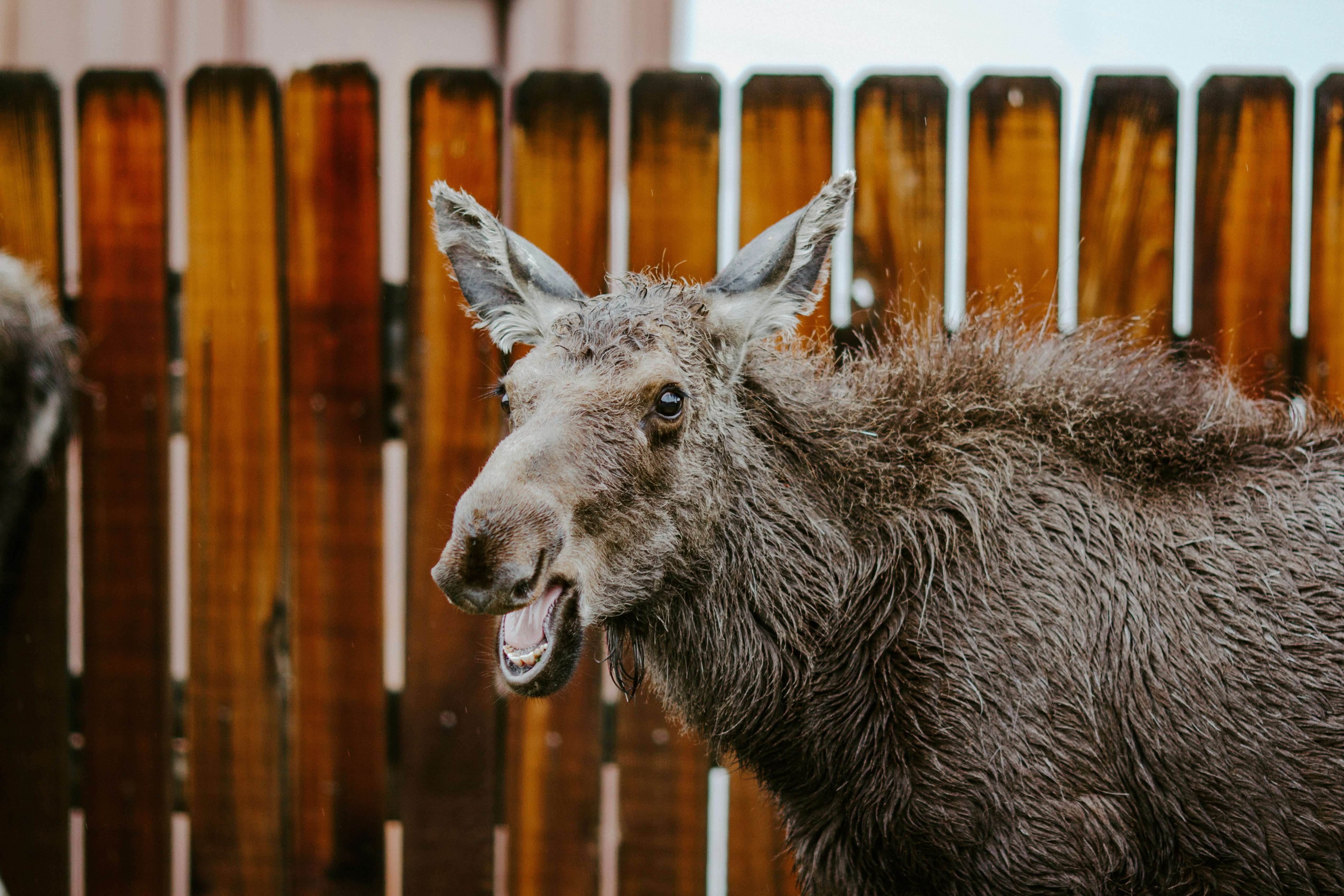 Grinning Donkey at the Fence: A Portrait in Weathered Wood