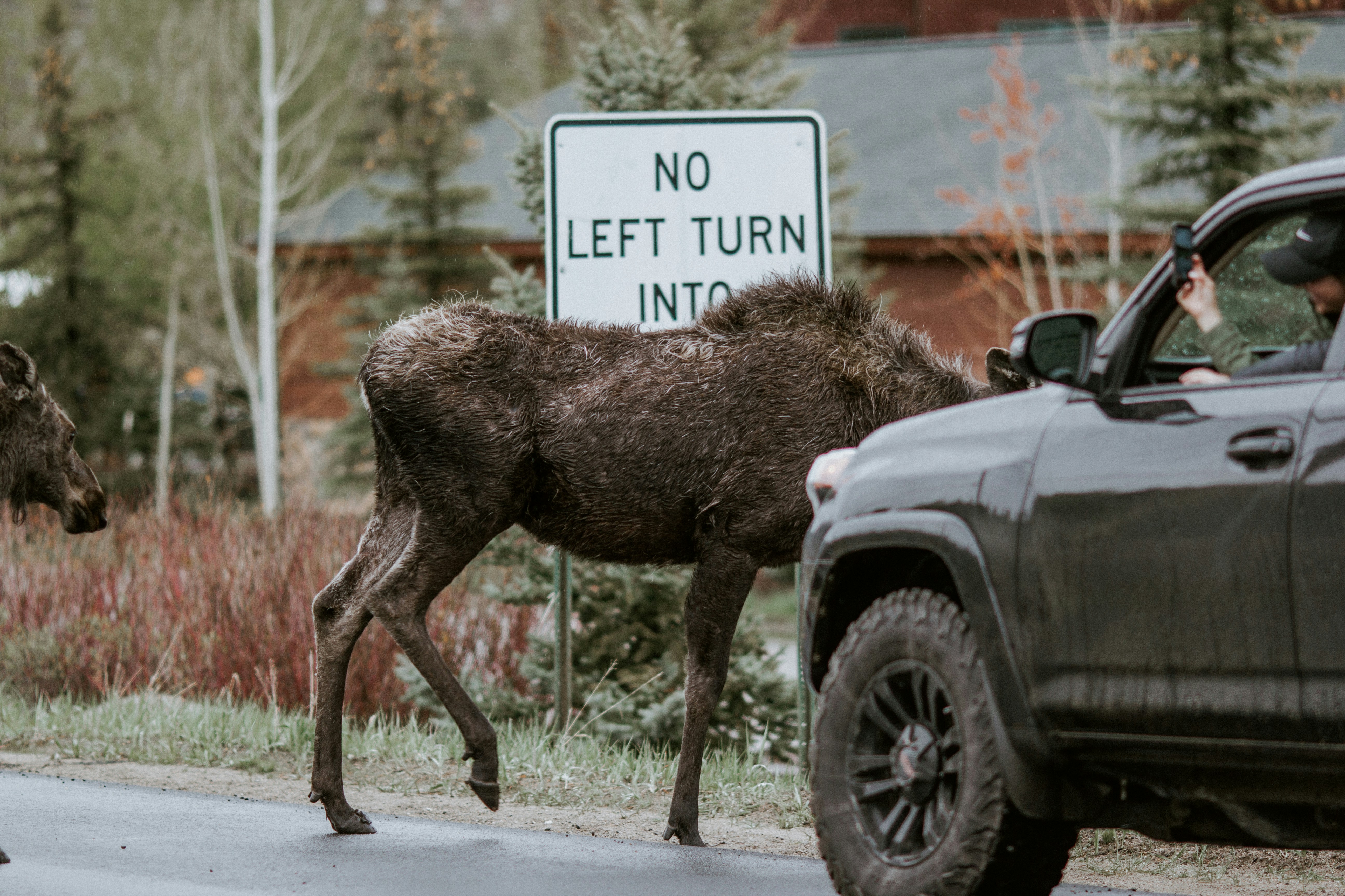 moose