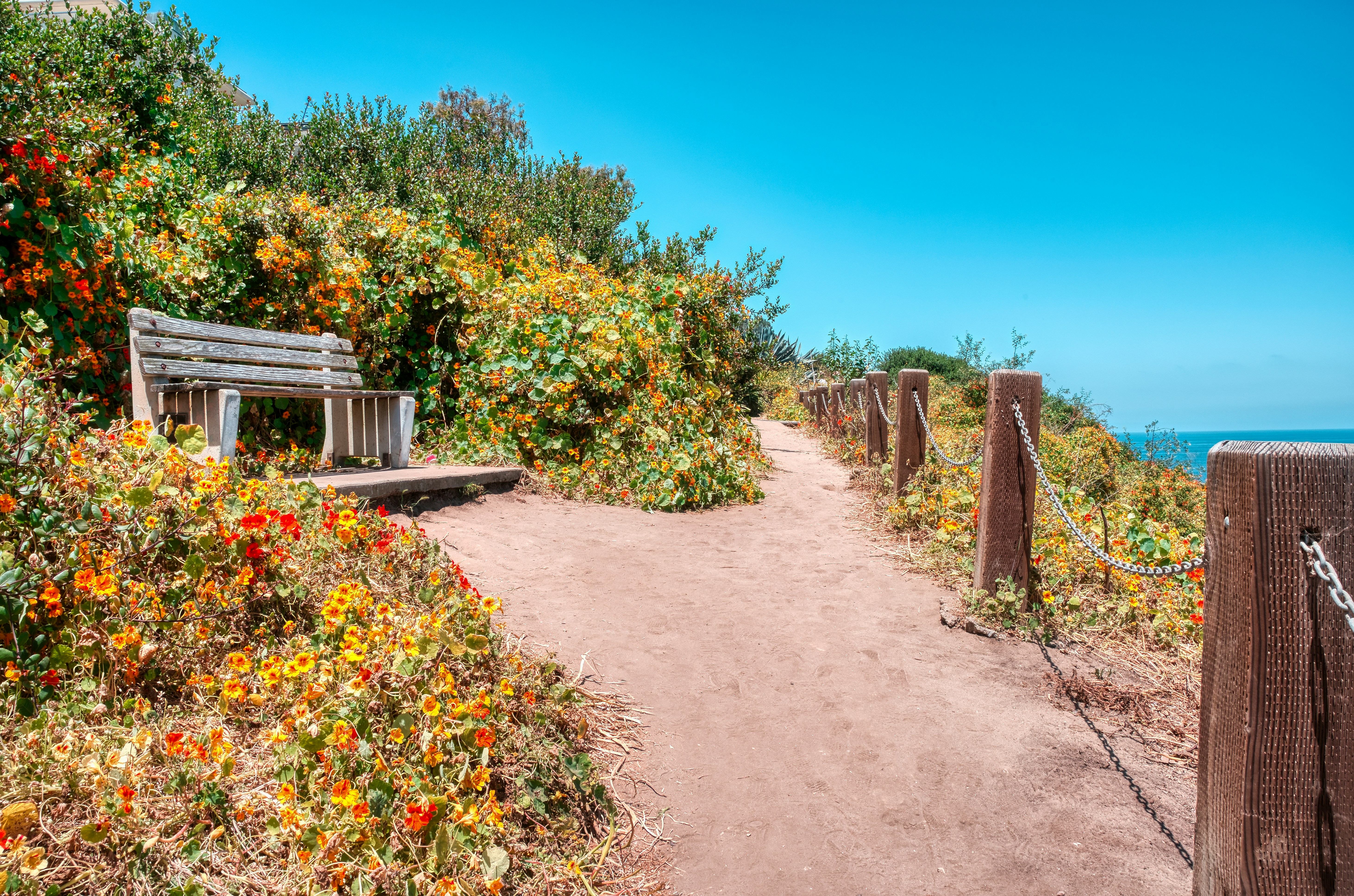 Sunlit Coastal Trail Framed by Wildflowers and a Seaside Bench