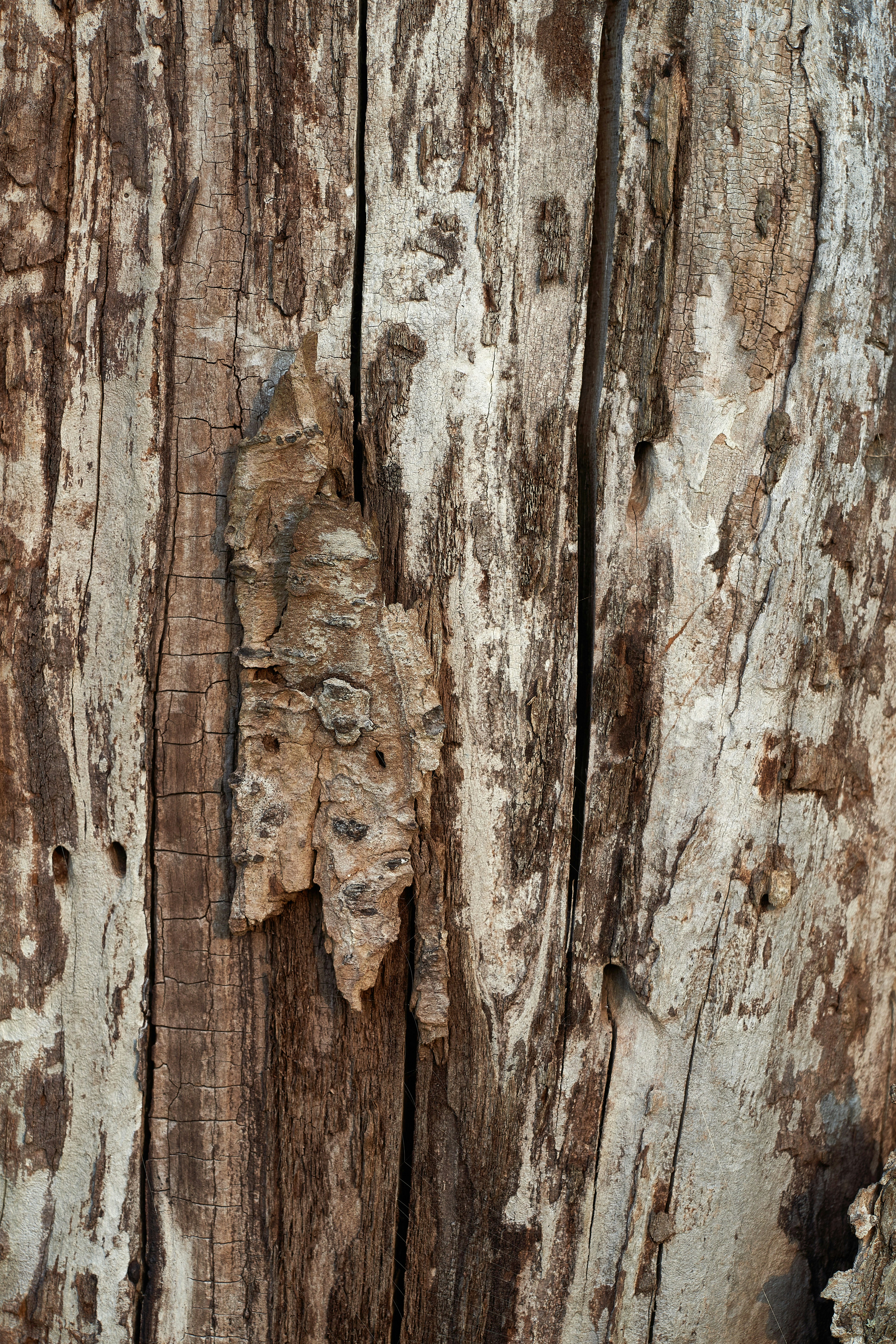 Knotted Time: Close-Up of Weathered Bark and Cracking Grain