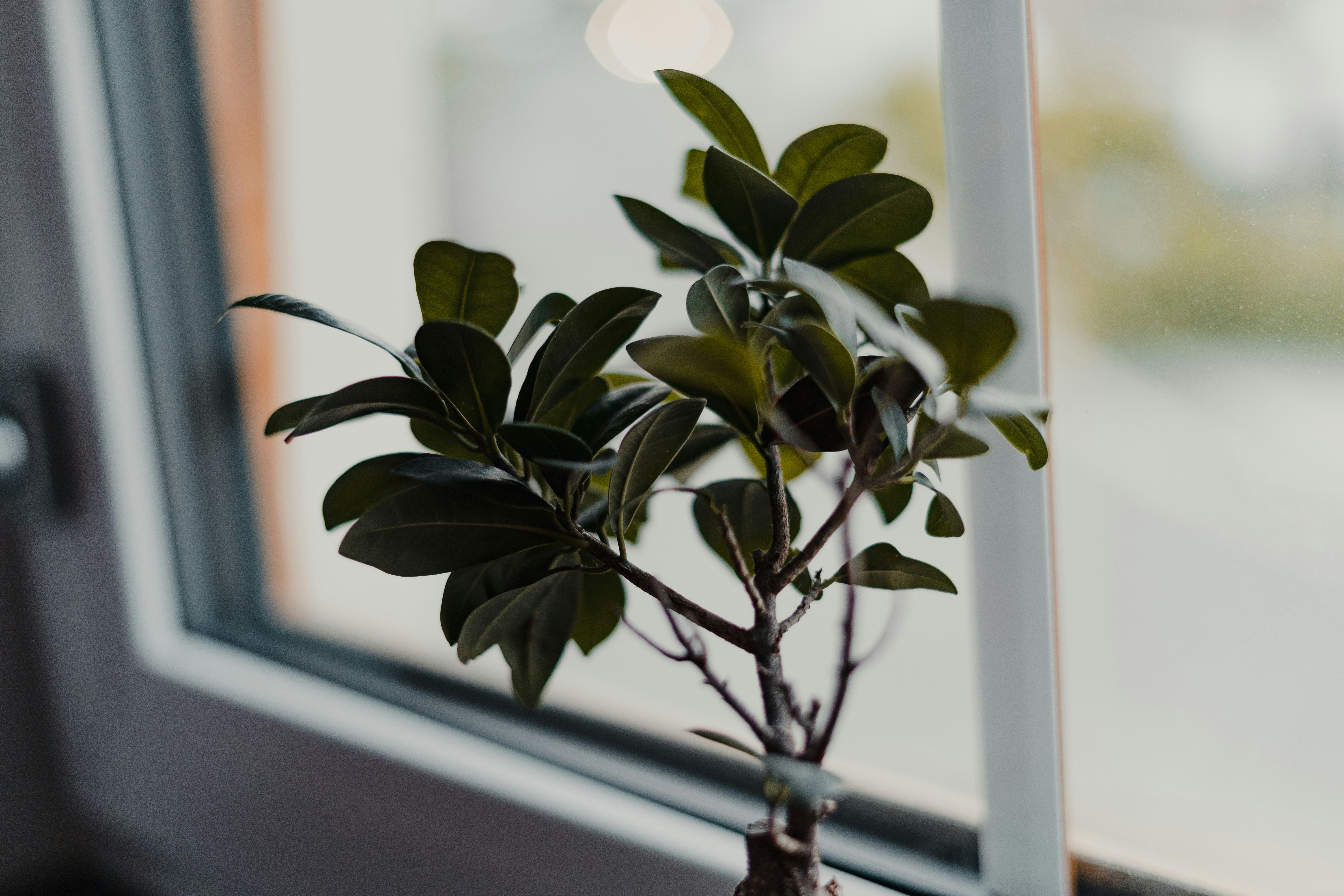 A potted plant with lush green leaves positioned by a window, softly illuminated by natural light.