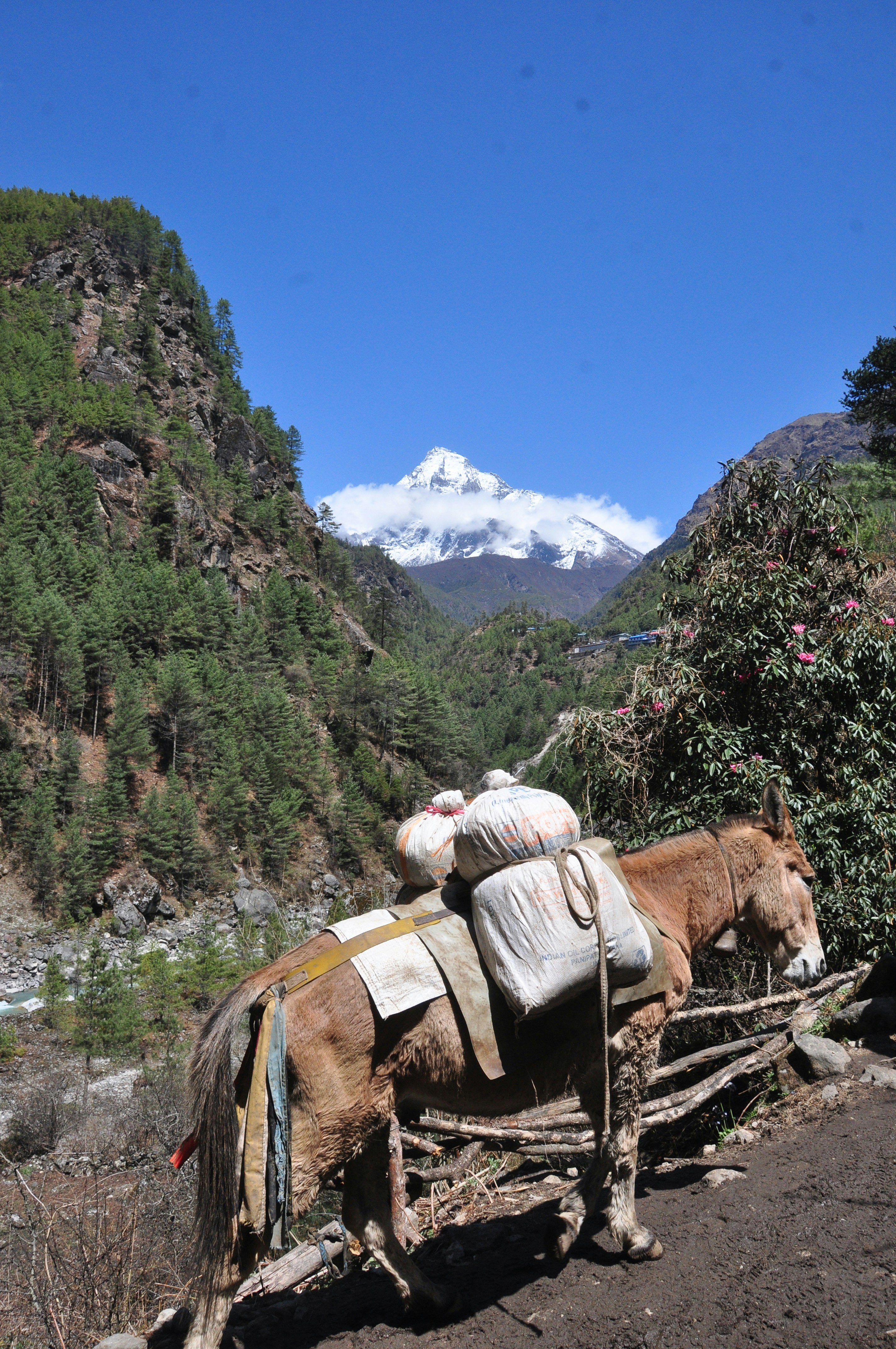 Pack horse traversing a rugged trail with snow-capped peaks in the background, showcasing the harmony between nature and traditional transport.